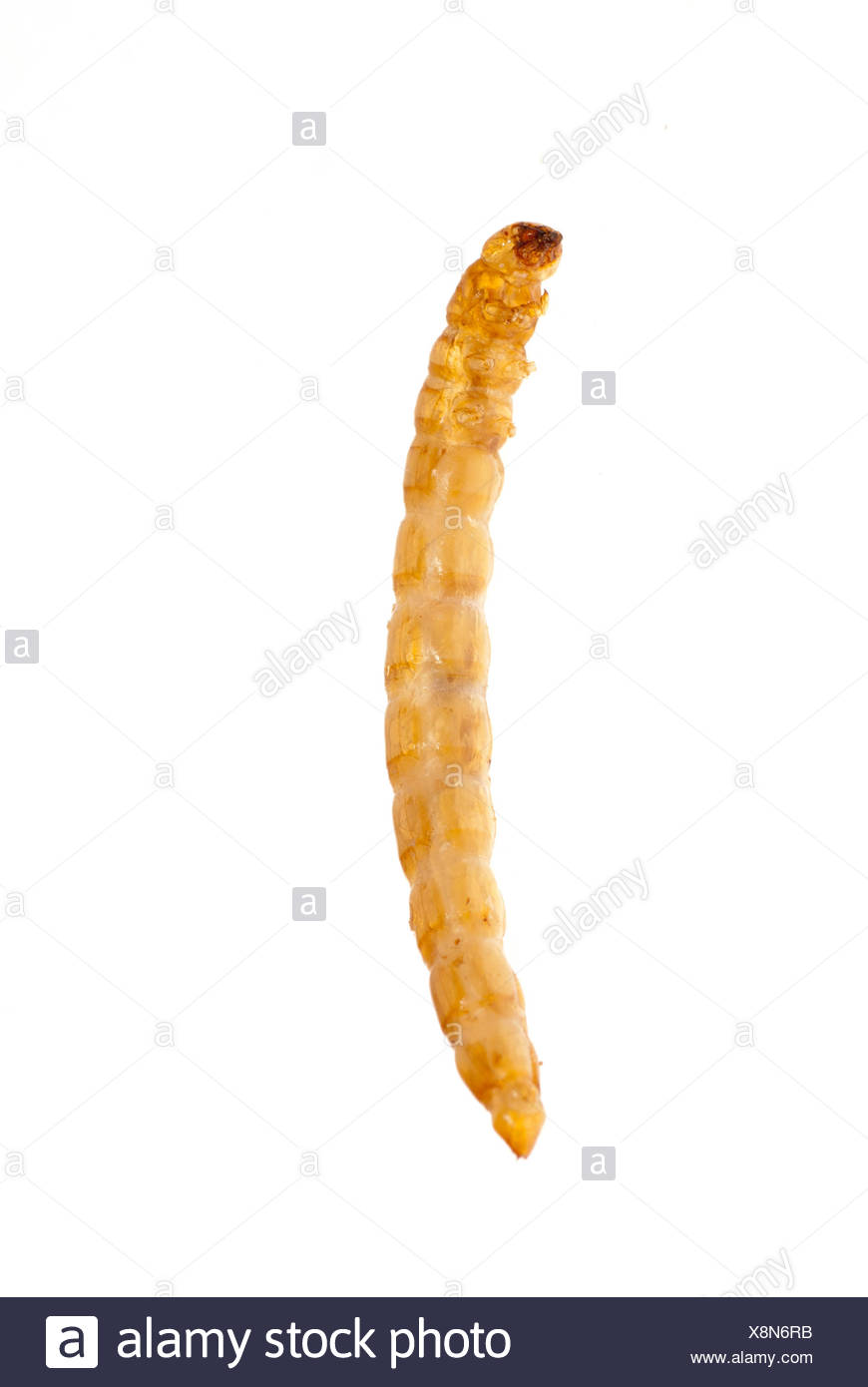 Flour Worm High Resolution Stock Photography and Images - Alamy