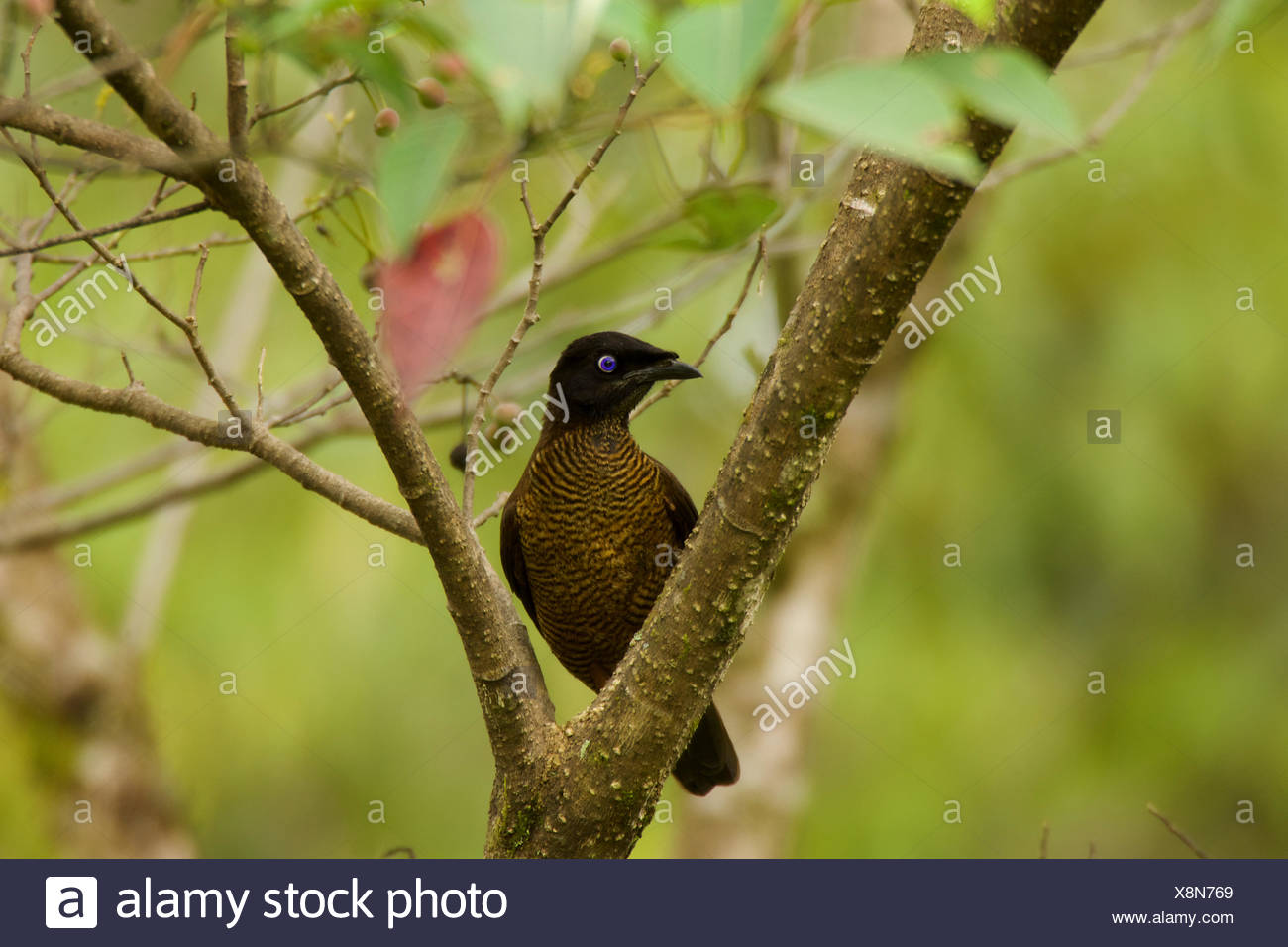 Parotia Stock Photos & Parotia Stock Images - Alamy