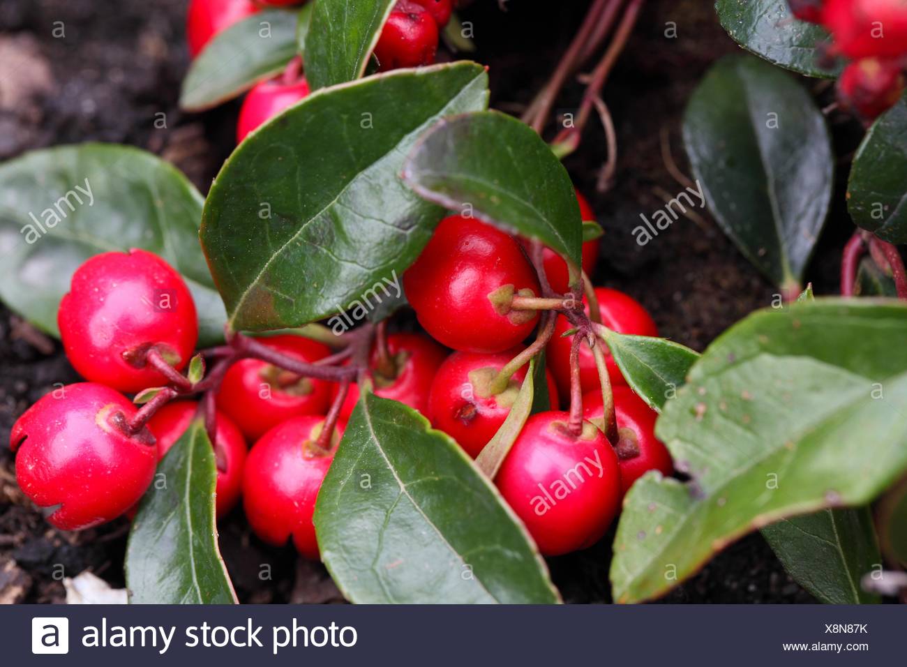 Teaberry High Resolution Stock Photography and Images - Alamy