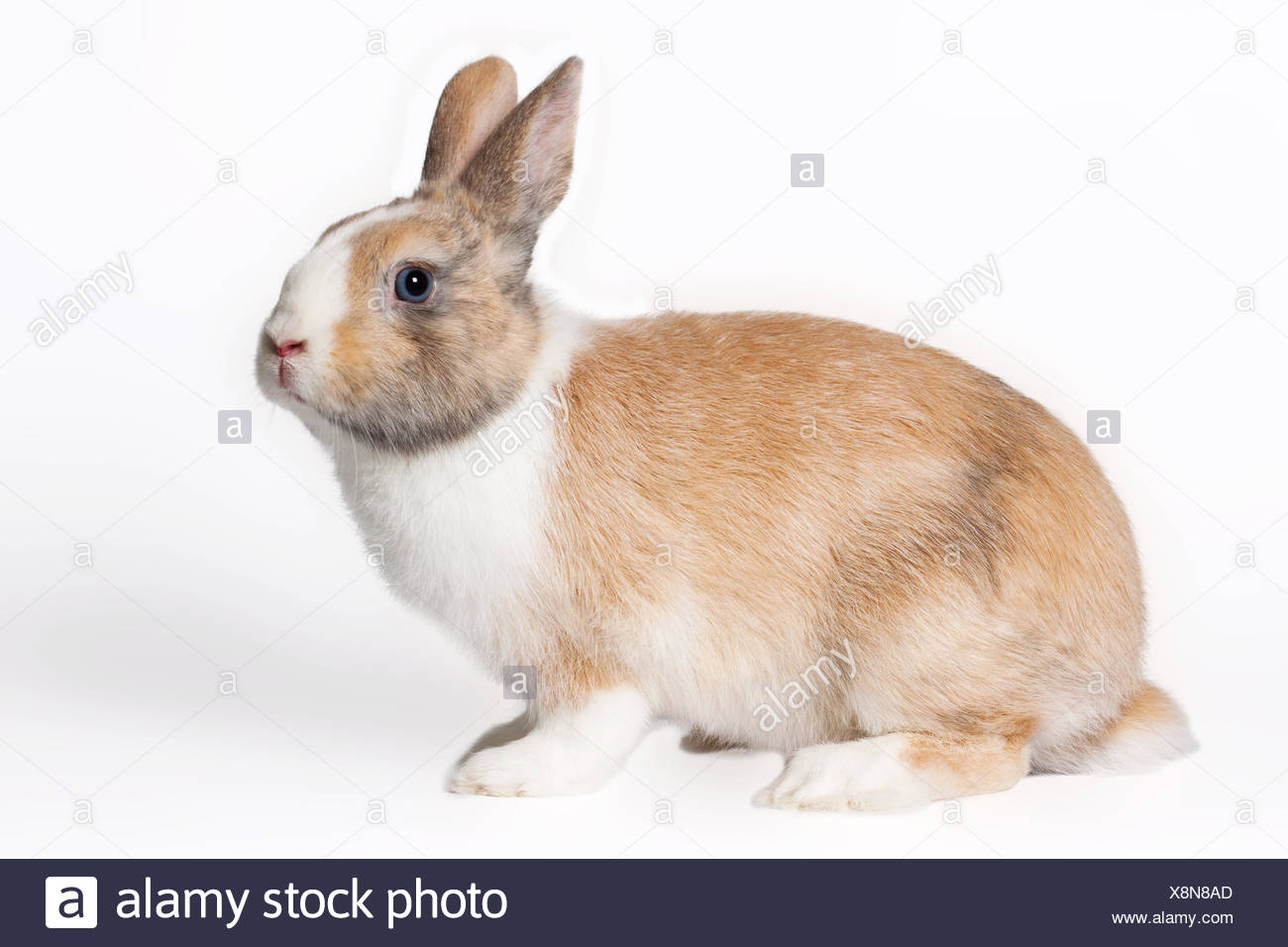 Hare Lip High Resolution Stock Photography and Images - Alamy