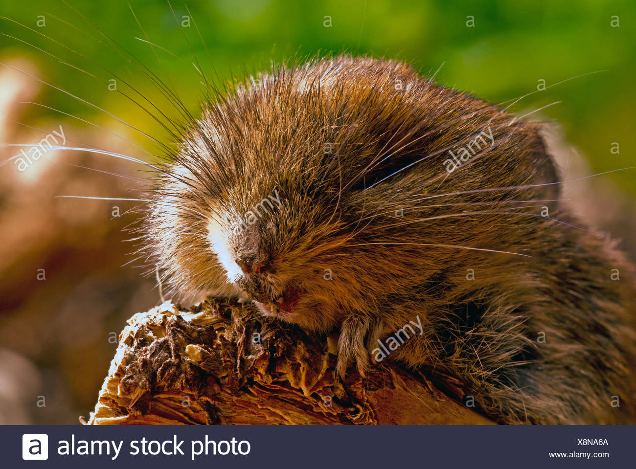 Pine Vole Stock Photos & Pine Vole Stock Images - Alamy