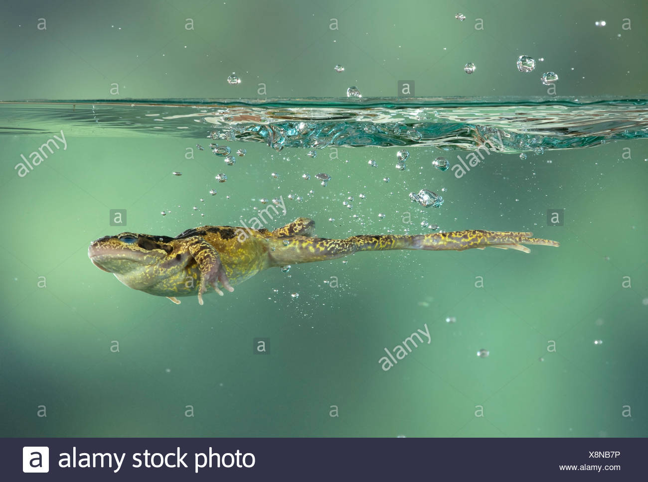 Frog Jumping Pond High Resolution Stock Photography and Images - Alamy