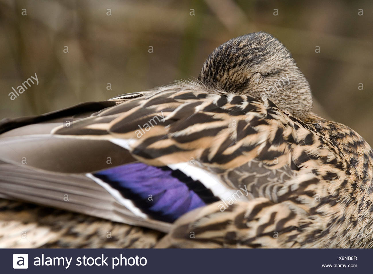 Mallard Ducks Sleeping High Resolution Stock Photography and Images - Alamy