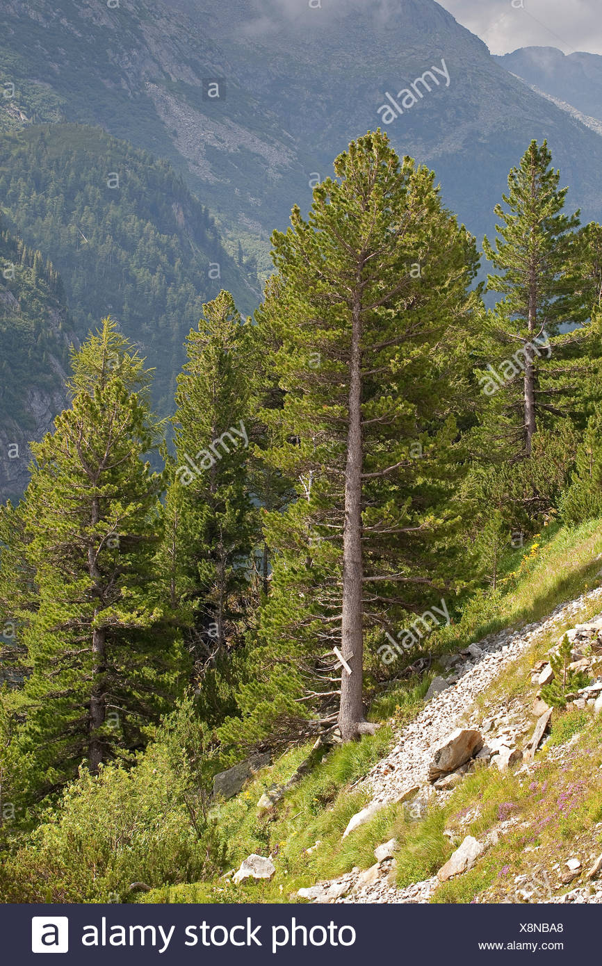 Pine Leaved High Resolution Stock Photography and Images - Alamy