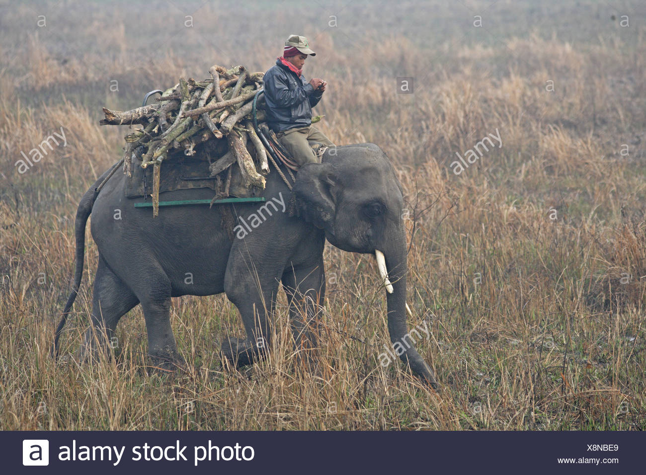 Elephant Carrying Load Stock Photos & Elephant Carrying Load Stock ...