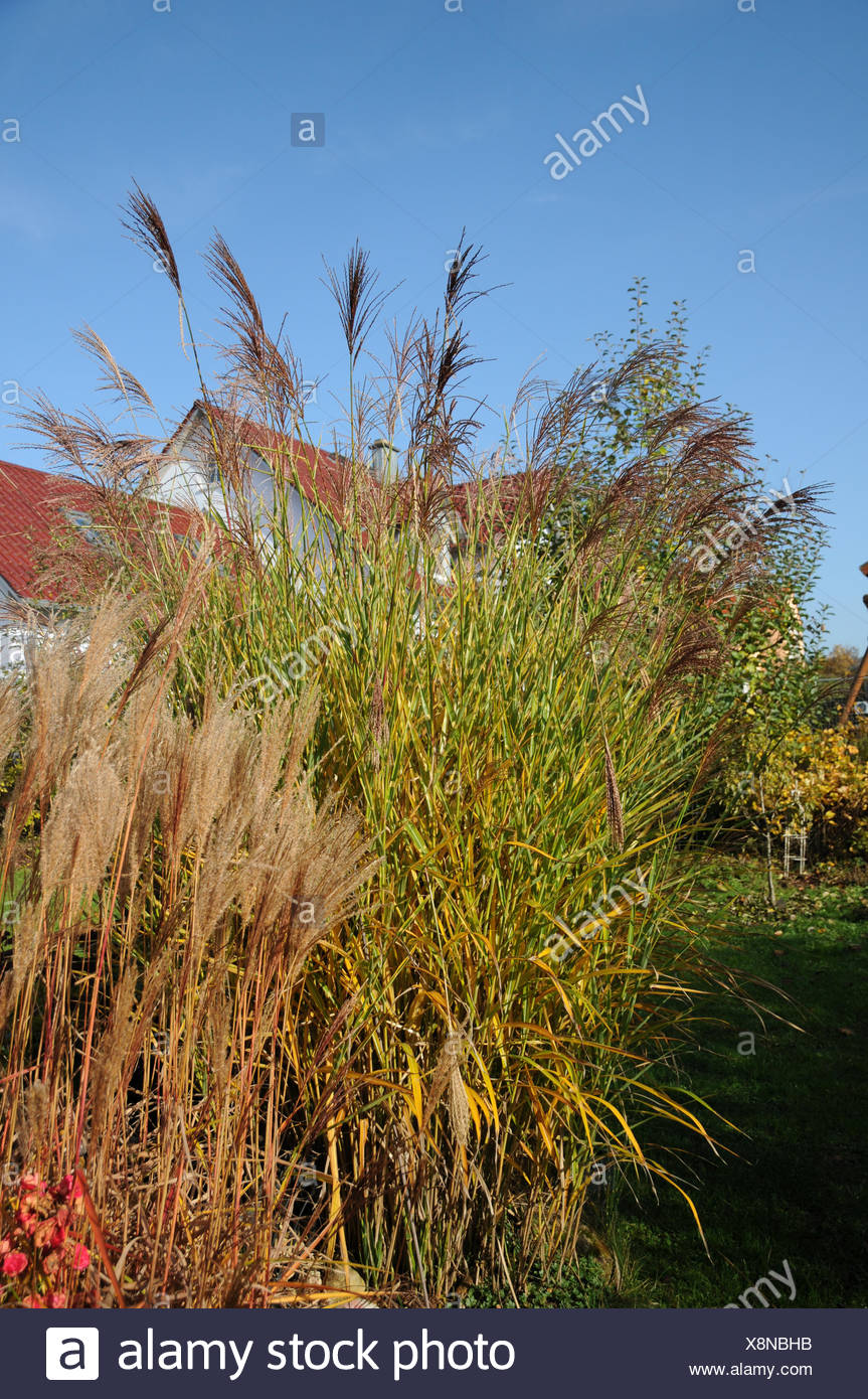Silver Grass High Resolution Stock Photography and Images - Alamy
