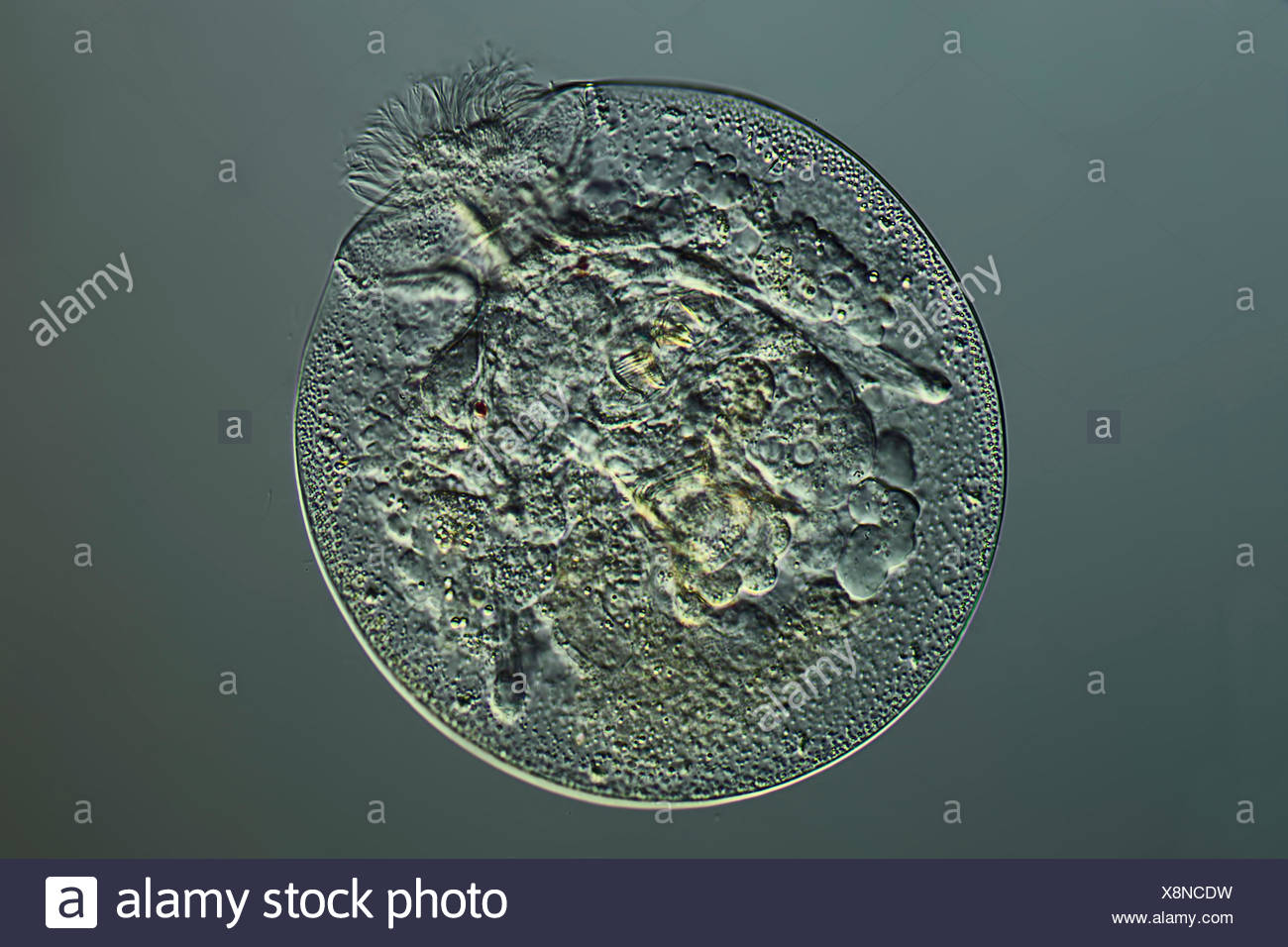 Platyzoa Stock Photos & Platyzoa Stock Images - Alamy