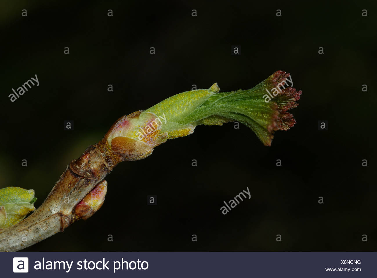 Lateral Bud High Resolution Stock Photography and Images - Alamy