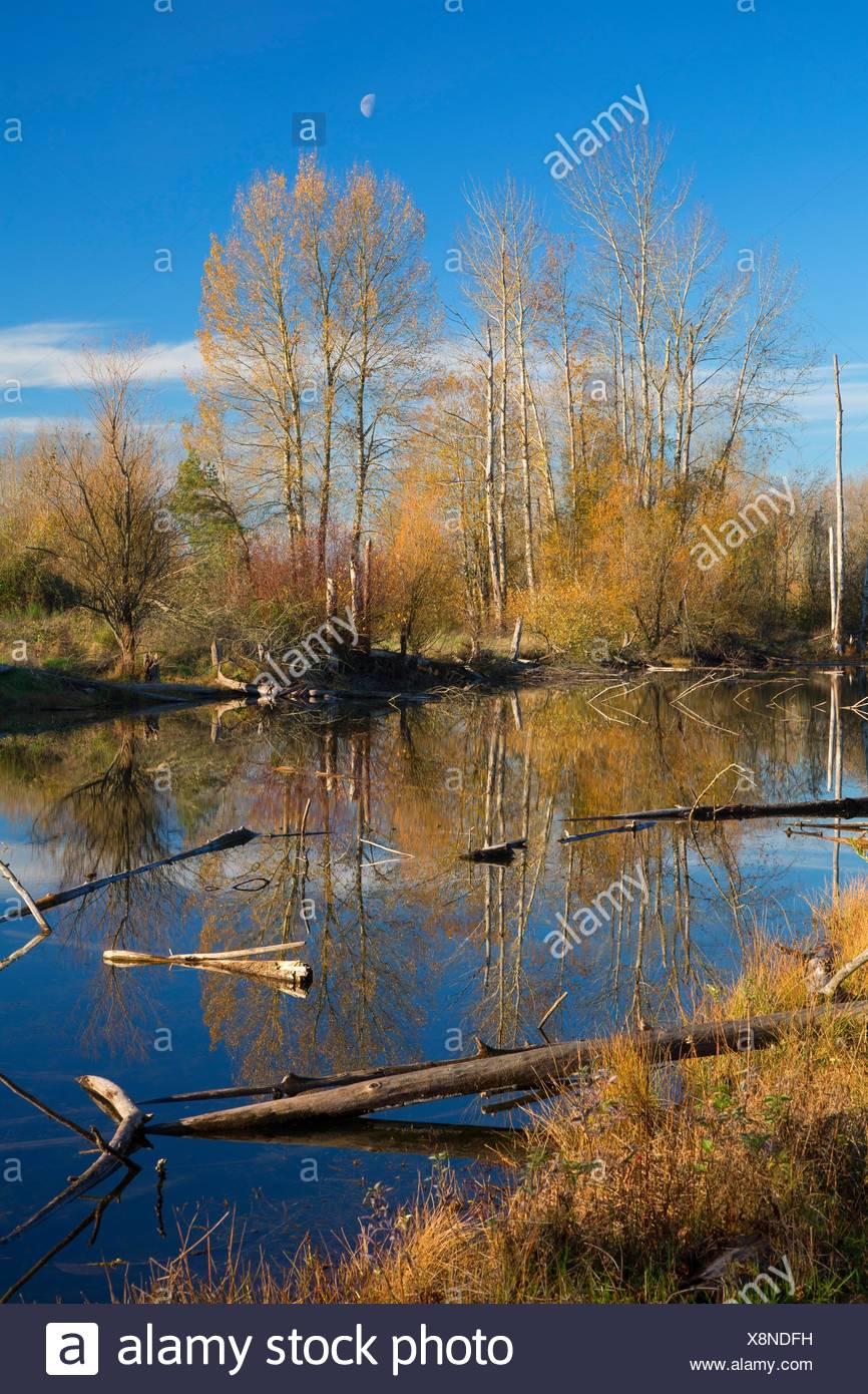 St Louis Ponds Wildlife High Resolution Stock Photography and Images ...