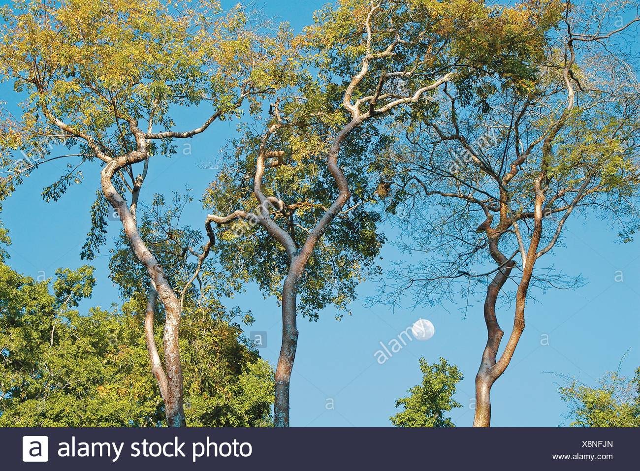 Bursera Simaruba Stock Photos & Bursera Simaruba Stock Images - Alamy