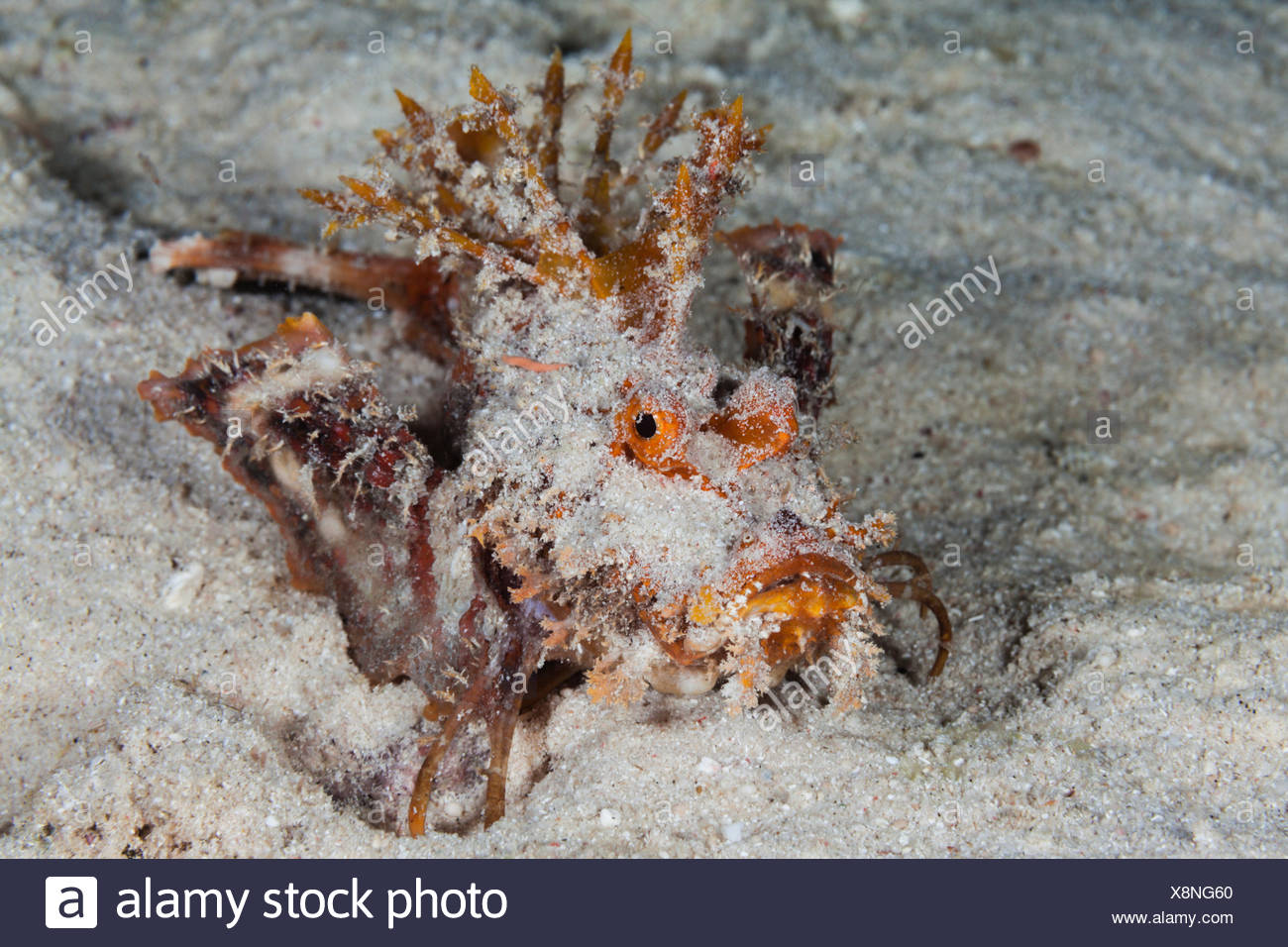 Ghoul Fish High Resolution Stock Photography and Images - Alamy