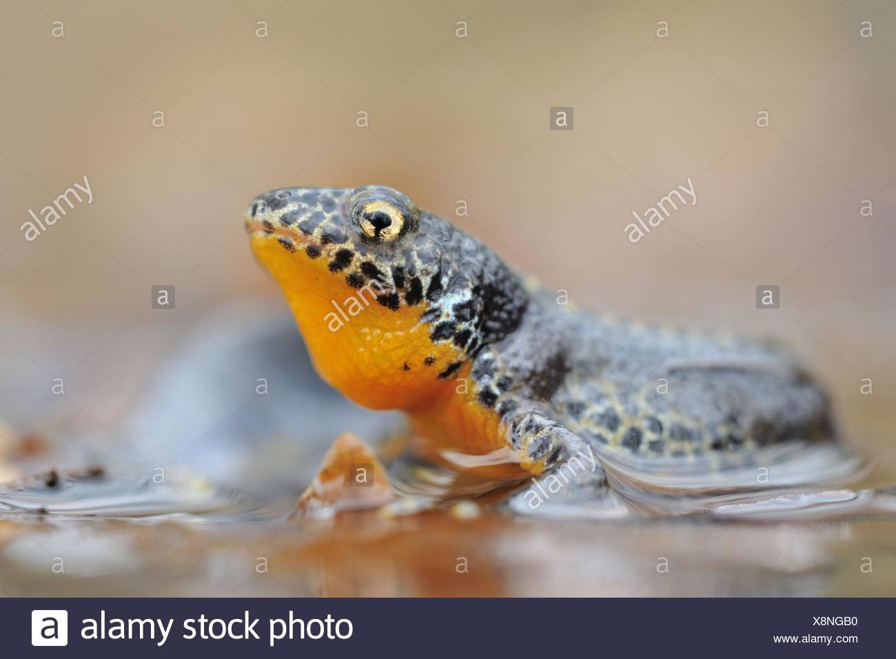 Newt High Resolution Stock Photography and Images - Alamy