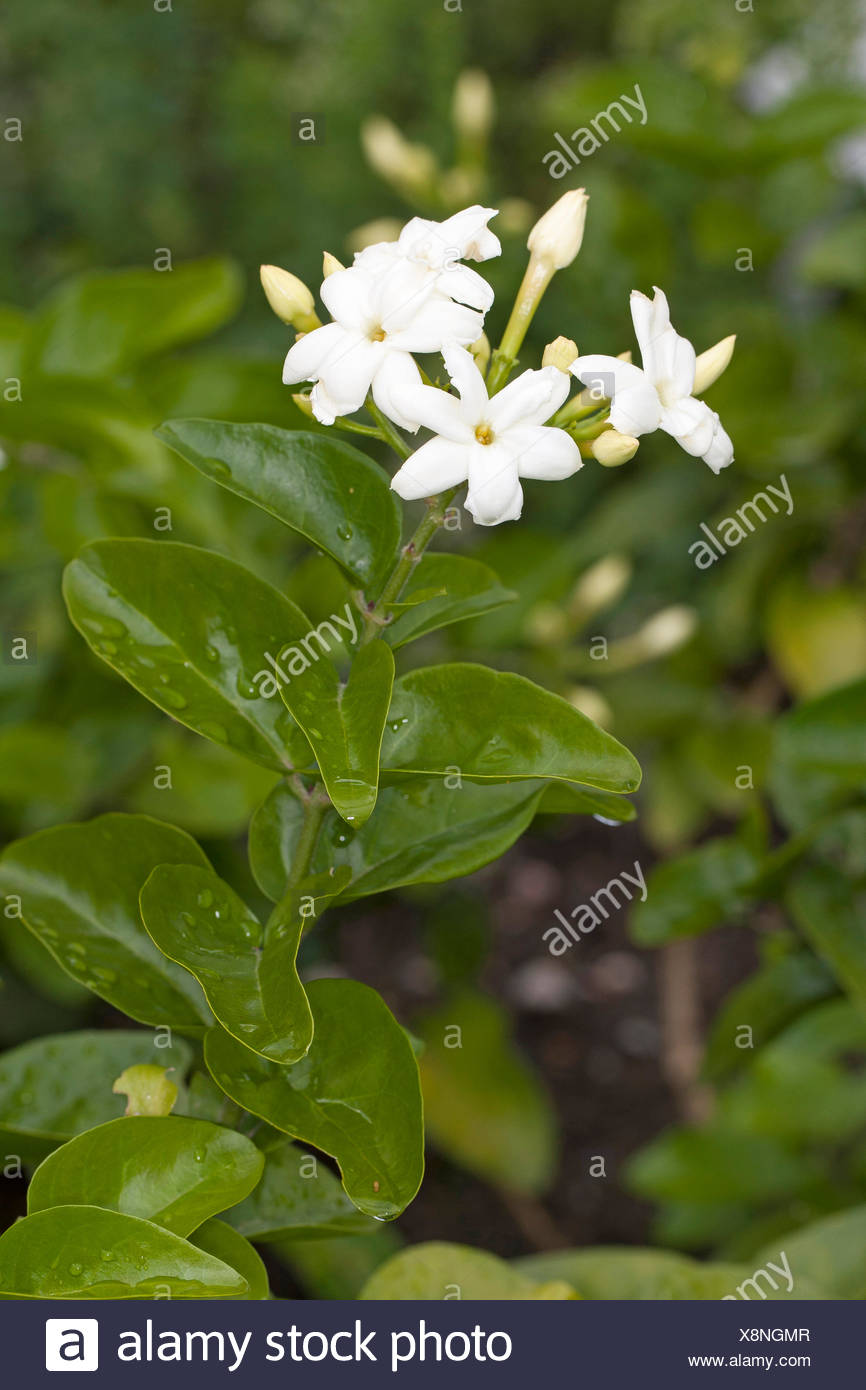 Jasmine Sambac High Resolution Stock Photography and Images - Alamy
