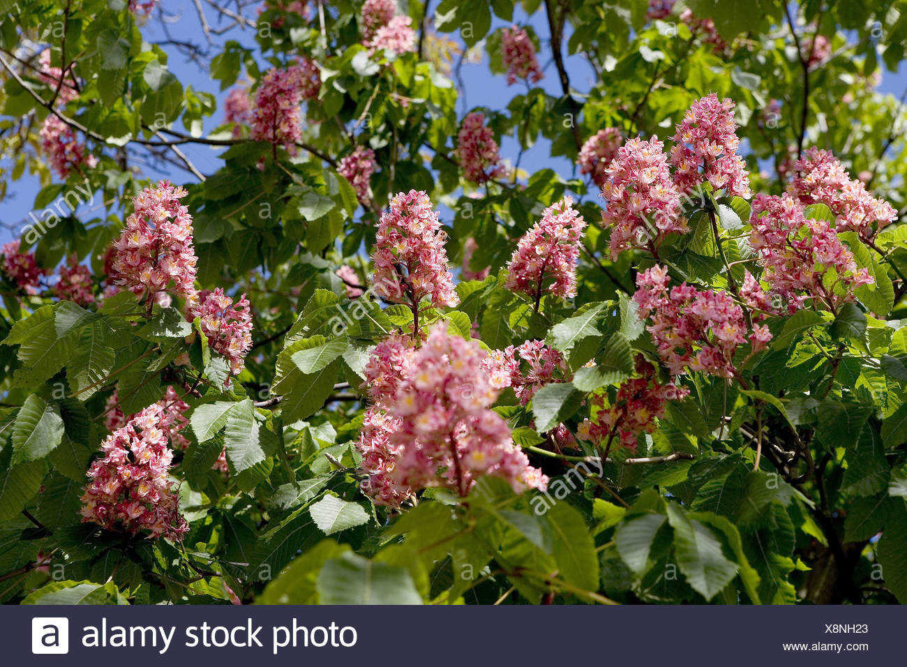 Pink Horse Chestnut Tree High Resolution Stock Photography and Images ...