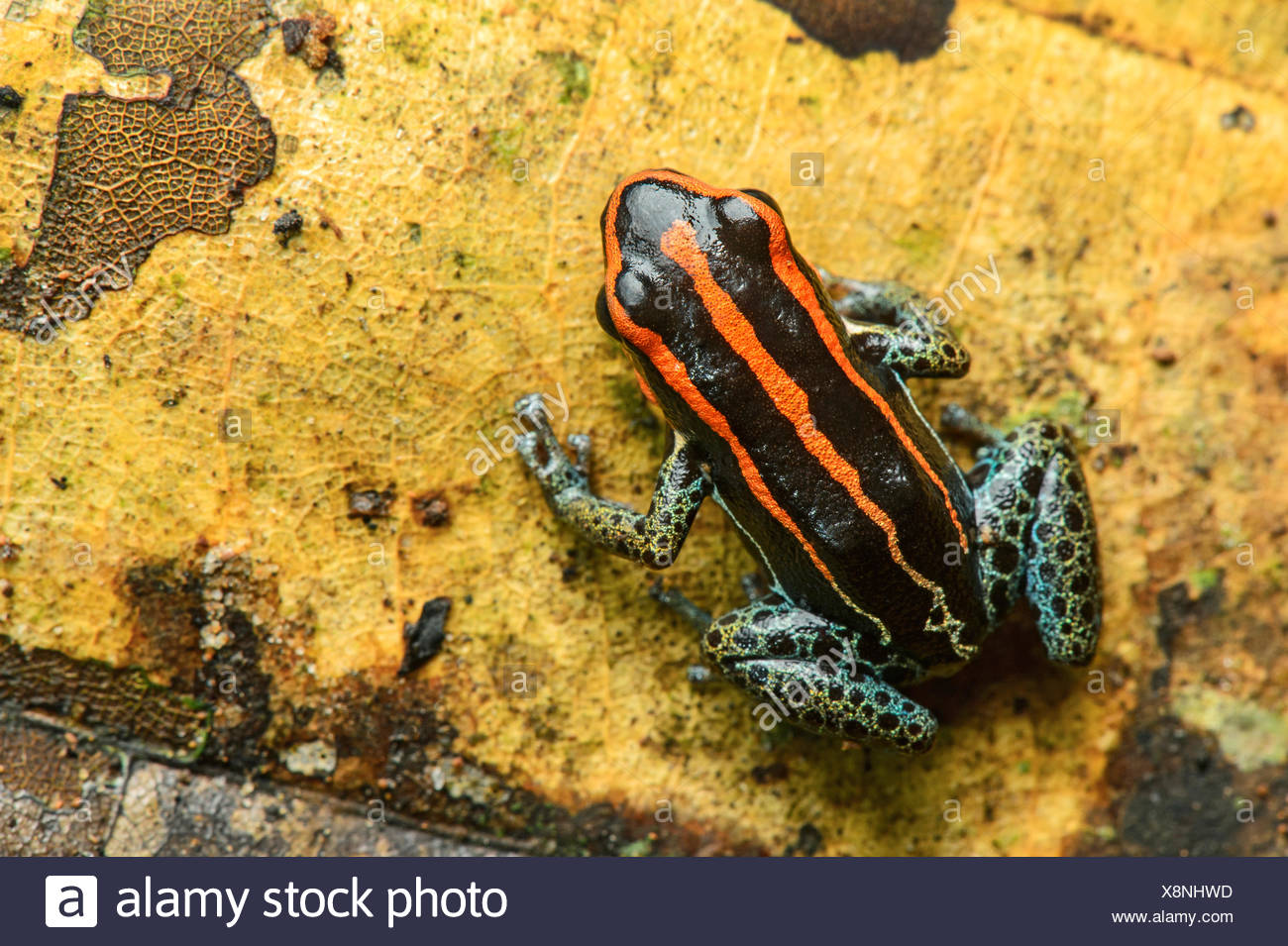 Said The Frog High Resolution Stock Photography and Images - Alamy