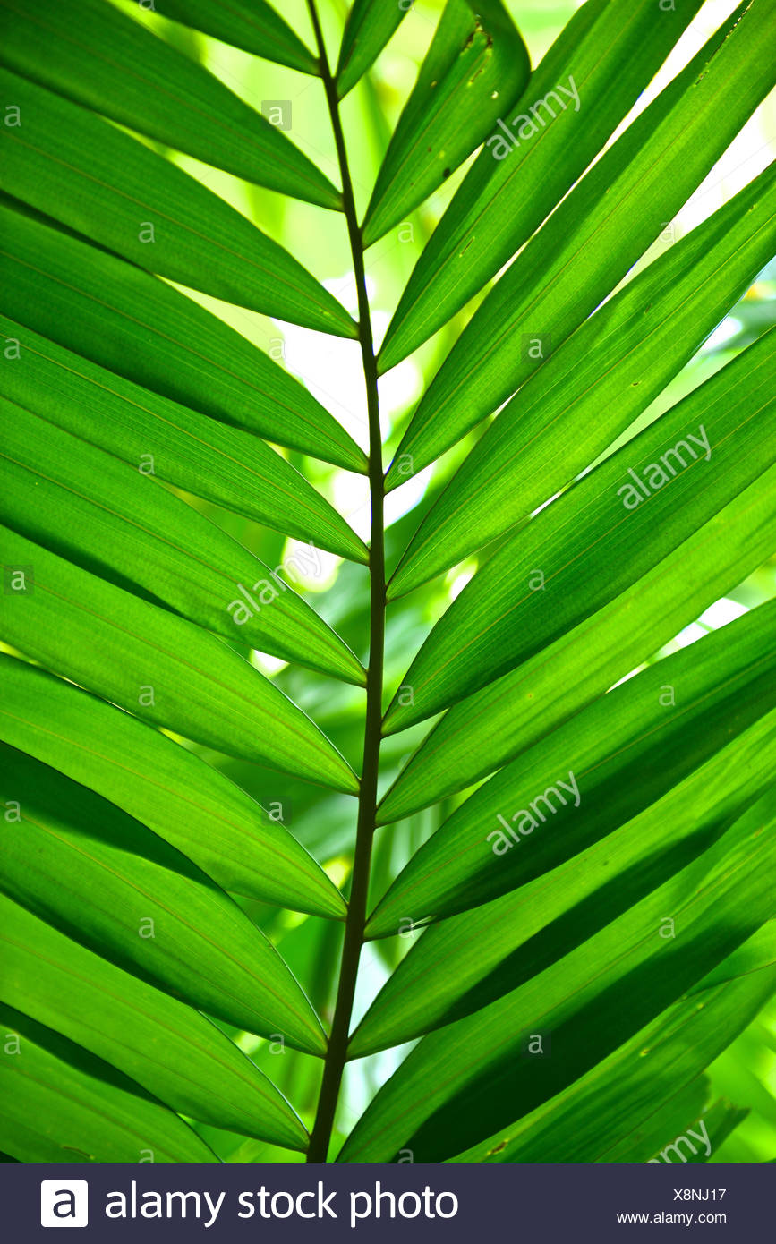 Palm Leaf Fern High Resolution Stock Photography and Images - Alamy