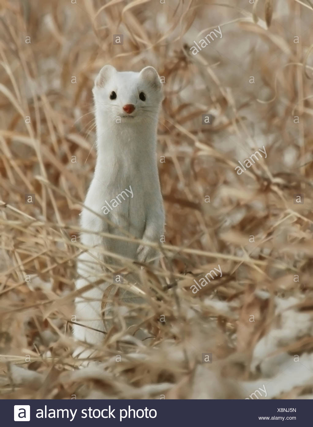 Long Tailed Weasel High Resolution Stock Photography and Images - Alamy