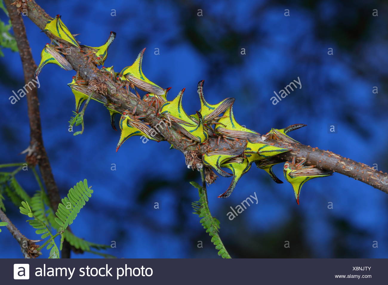 Animal Plant Thorn Stock Photos & Animal Plant Thorn Stock Images - Alamy