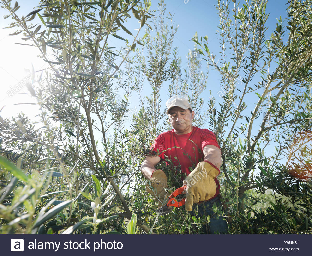Olive Grove Olive Trees High Resolution Stock Photography and Images ...