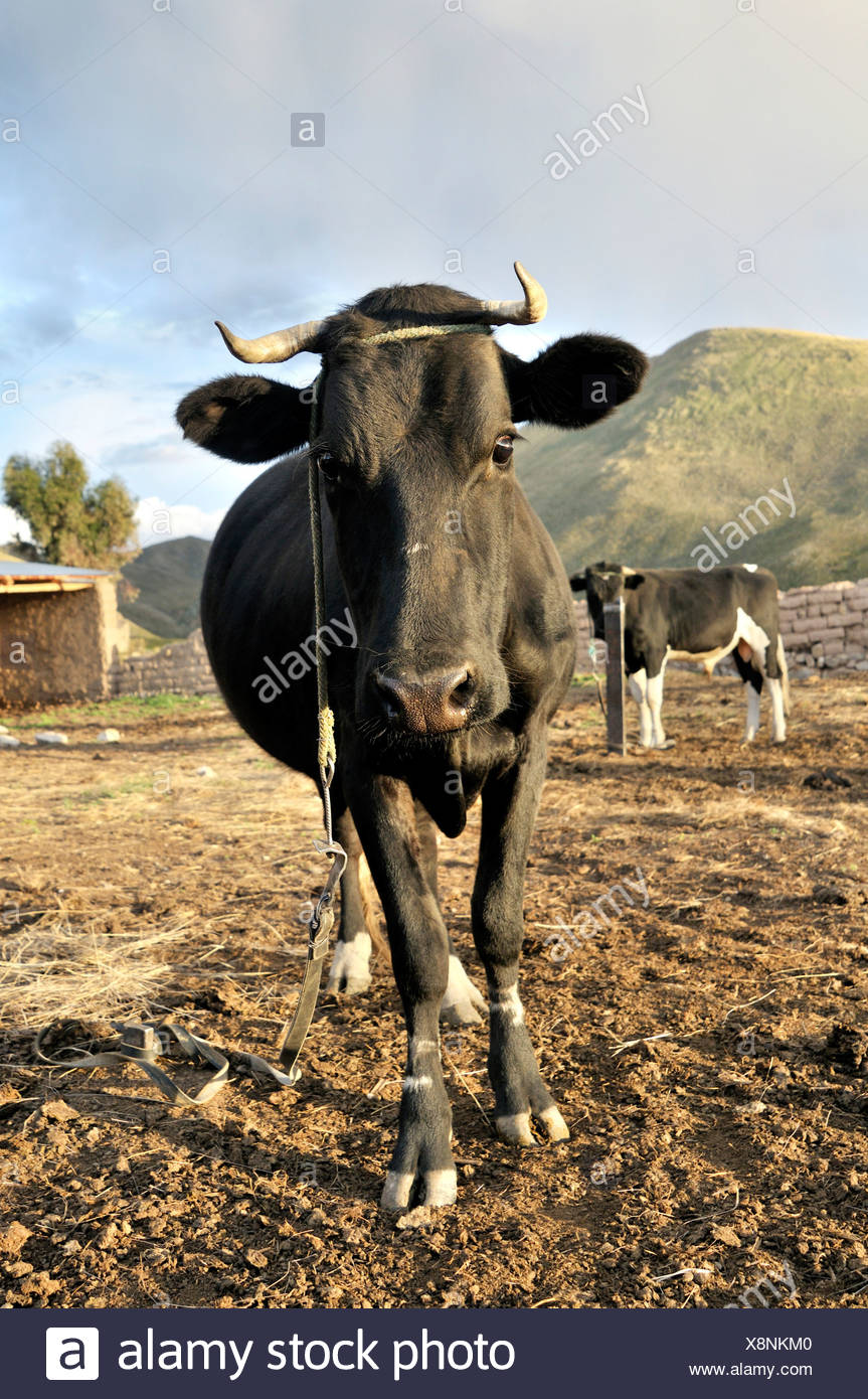 Highland Bolivia High Resolution Stock Photography and Images - Alamy