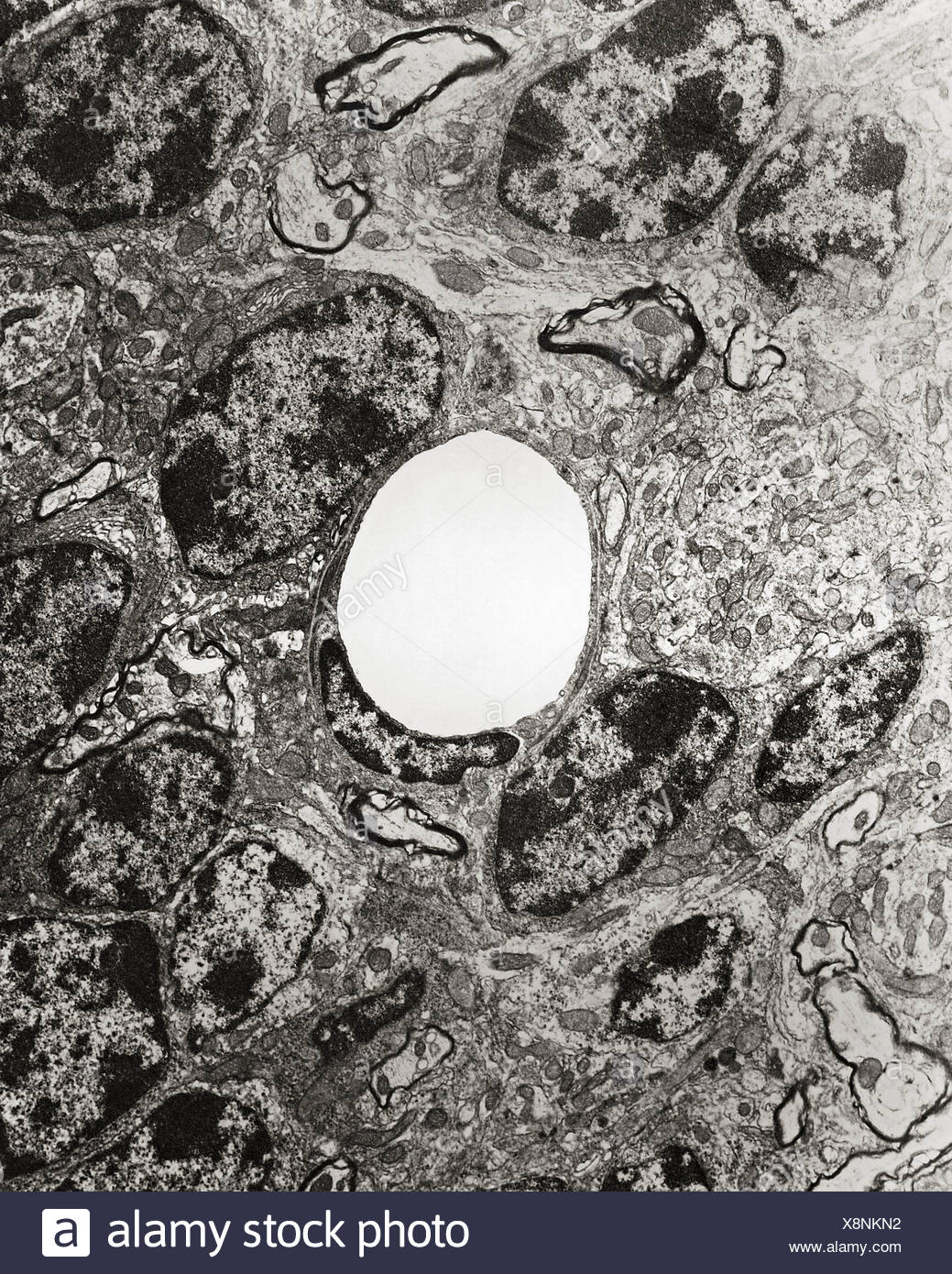 Mouse Brain Stock Photos & Mouse Brain Stock Images - Alamy