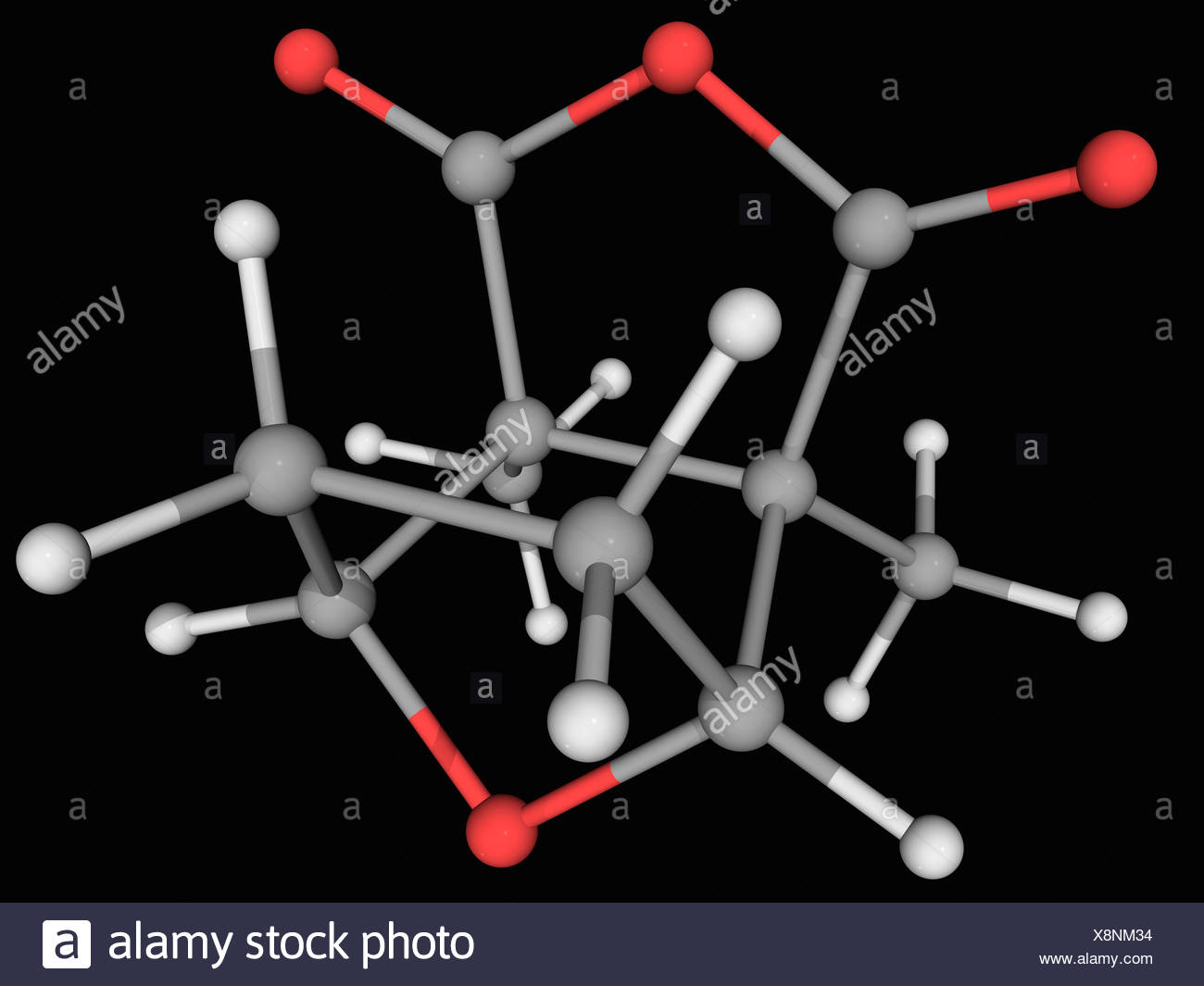 Cantharidin High Resolution Stock Photography and Images - Alamy