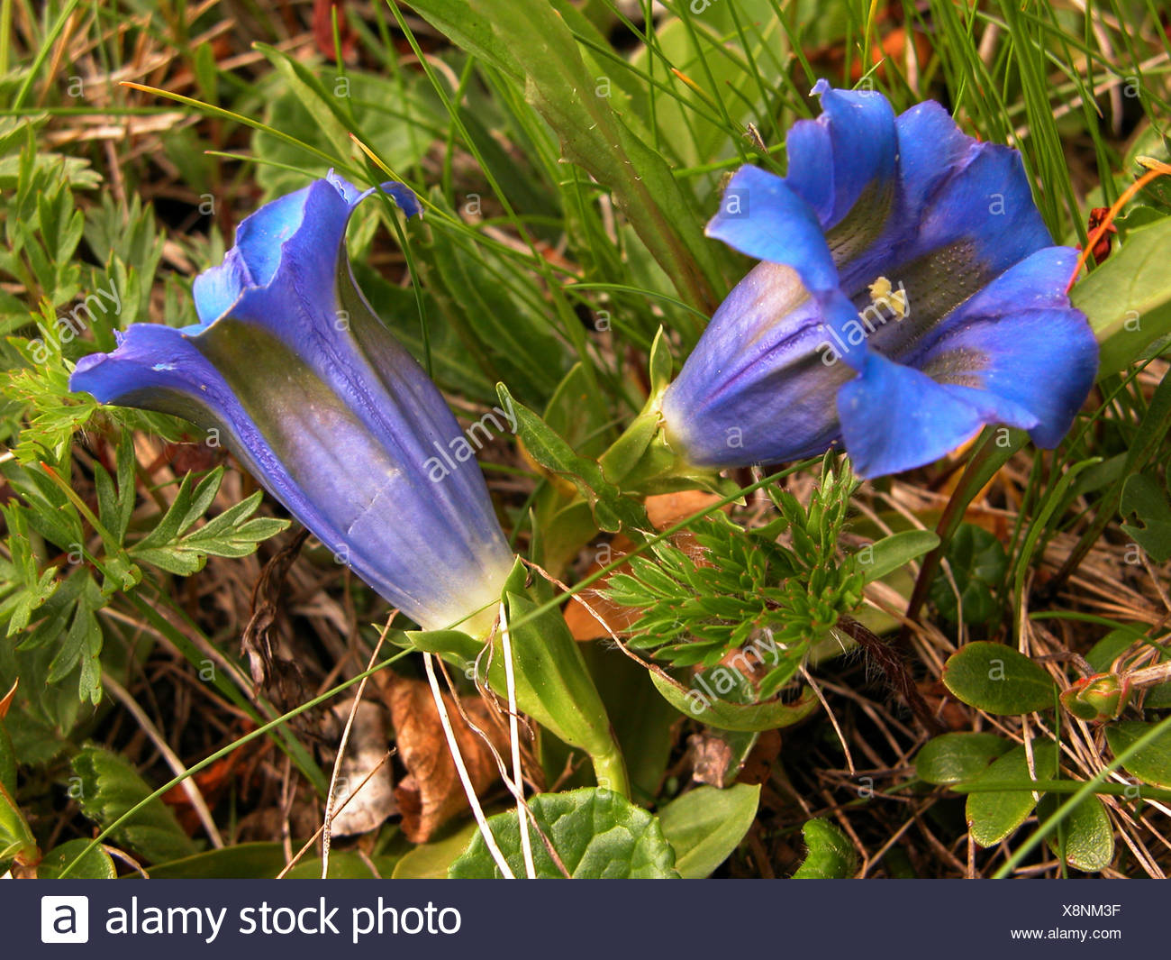 Gentiana Kochiana High Resolution Stock Photography and Images - Alamy