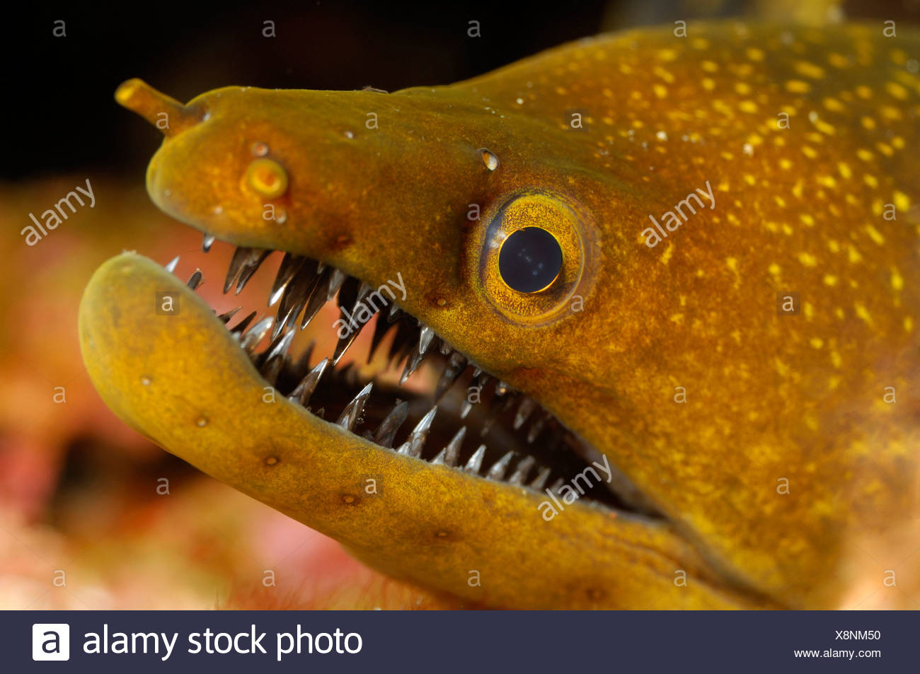 Fangtooth Stock Photos & Fangtooth Stock Images - Alamy