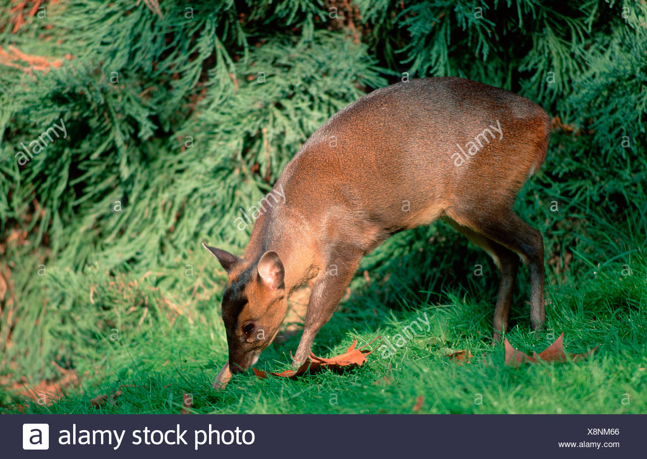 Chinese Muntjak High Resolution Stock Photography and Images - Alamy
