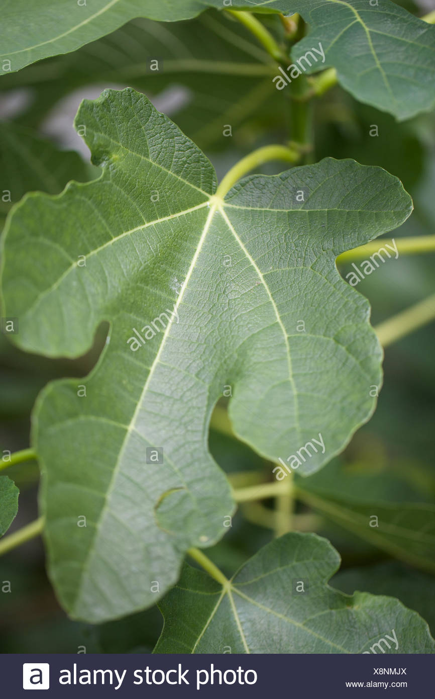 Fig Tree High Resolution Stock Photography and Images - Alamy