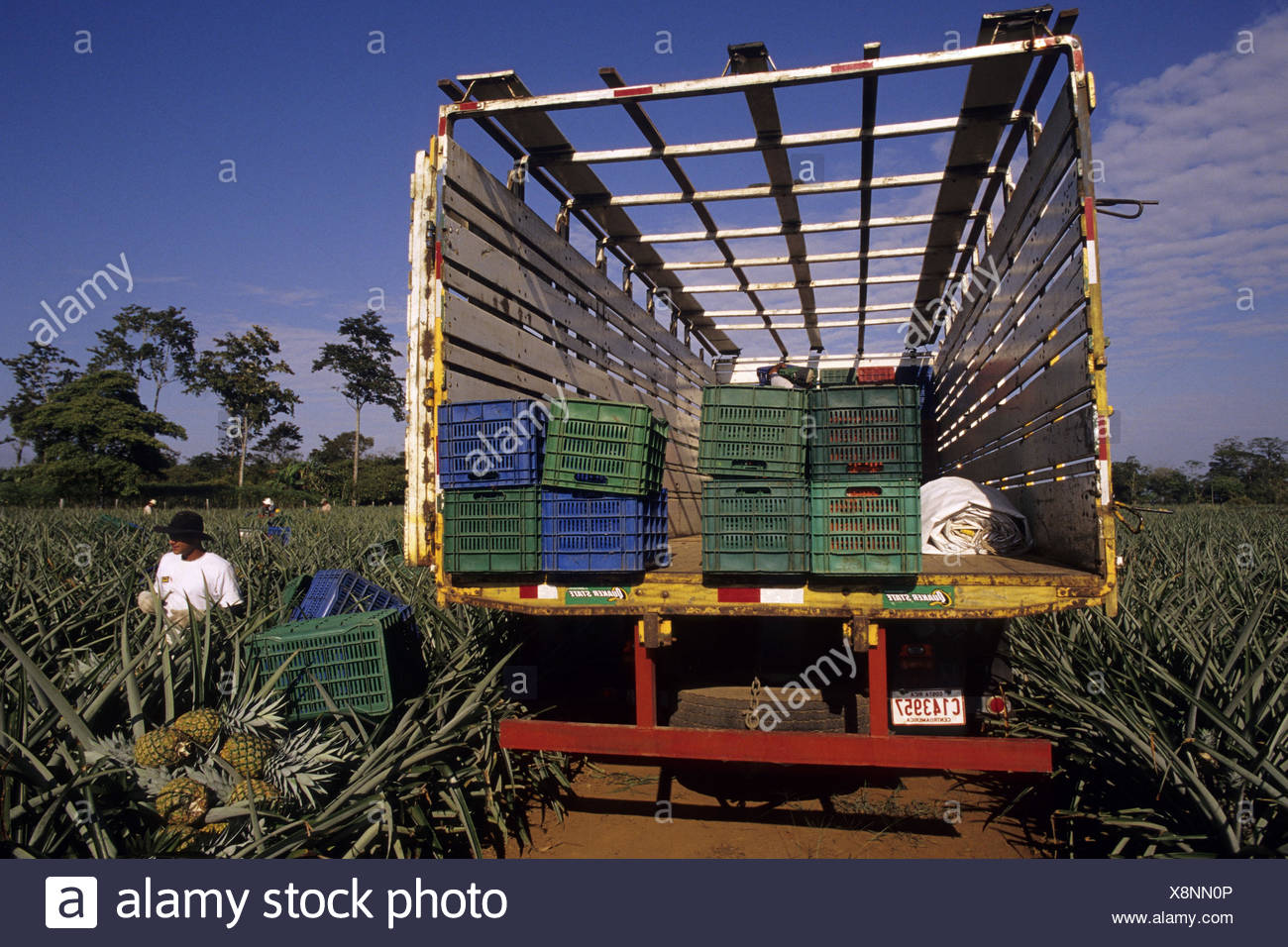 Pineapple Transport Stock Photos & Pineapple Transport Stock Images - Alamy