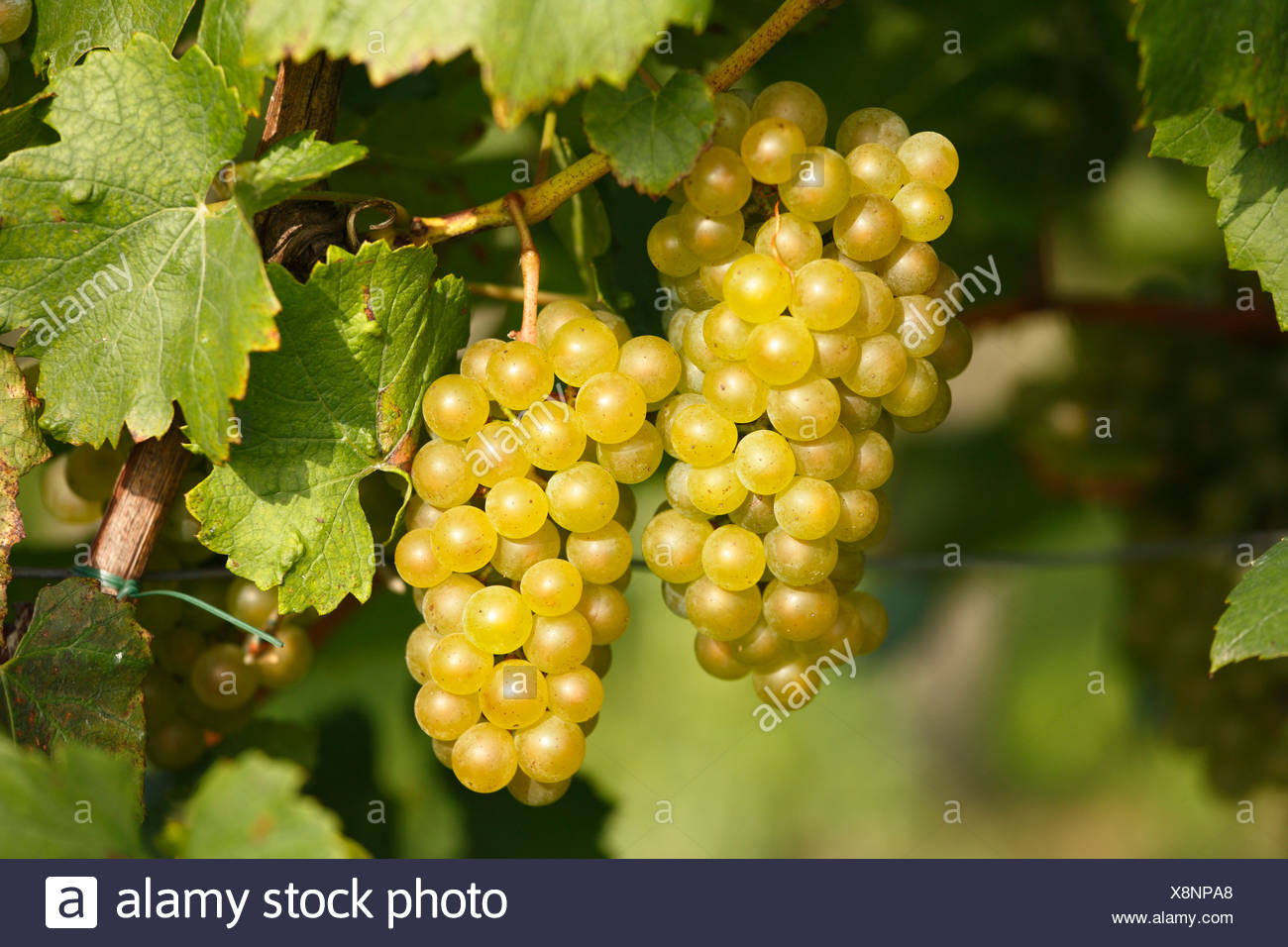 White Grapes Stock Photos & White Grapes Stock Images - Alamy