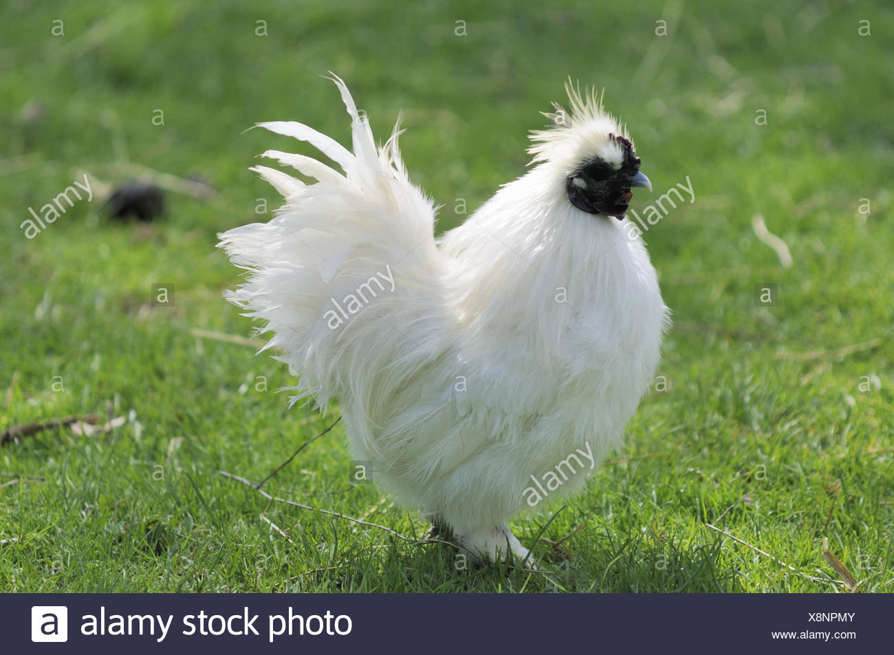 Silkie Rooster Stock Photos & Silkie Rooster Stock Images - Alamy