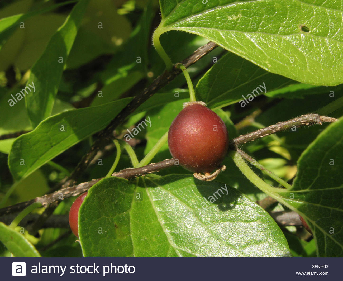 European Nettle Tree High Resolution Stock Photography and Images - Alamy