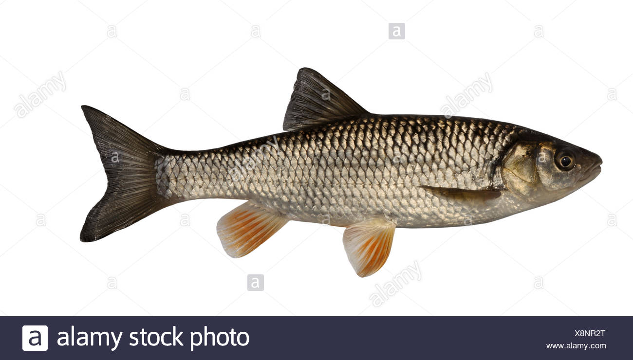 Chub High Resolution Stock Photography and Images - Alamy