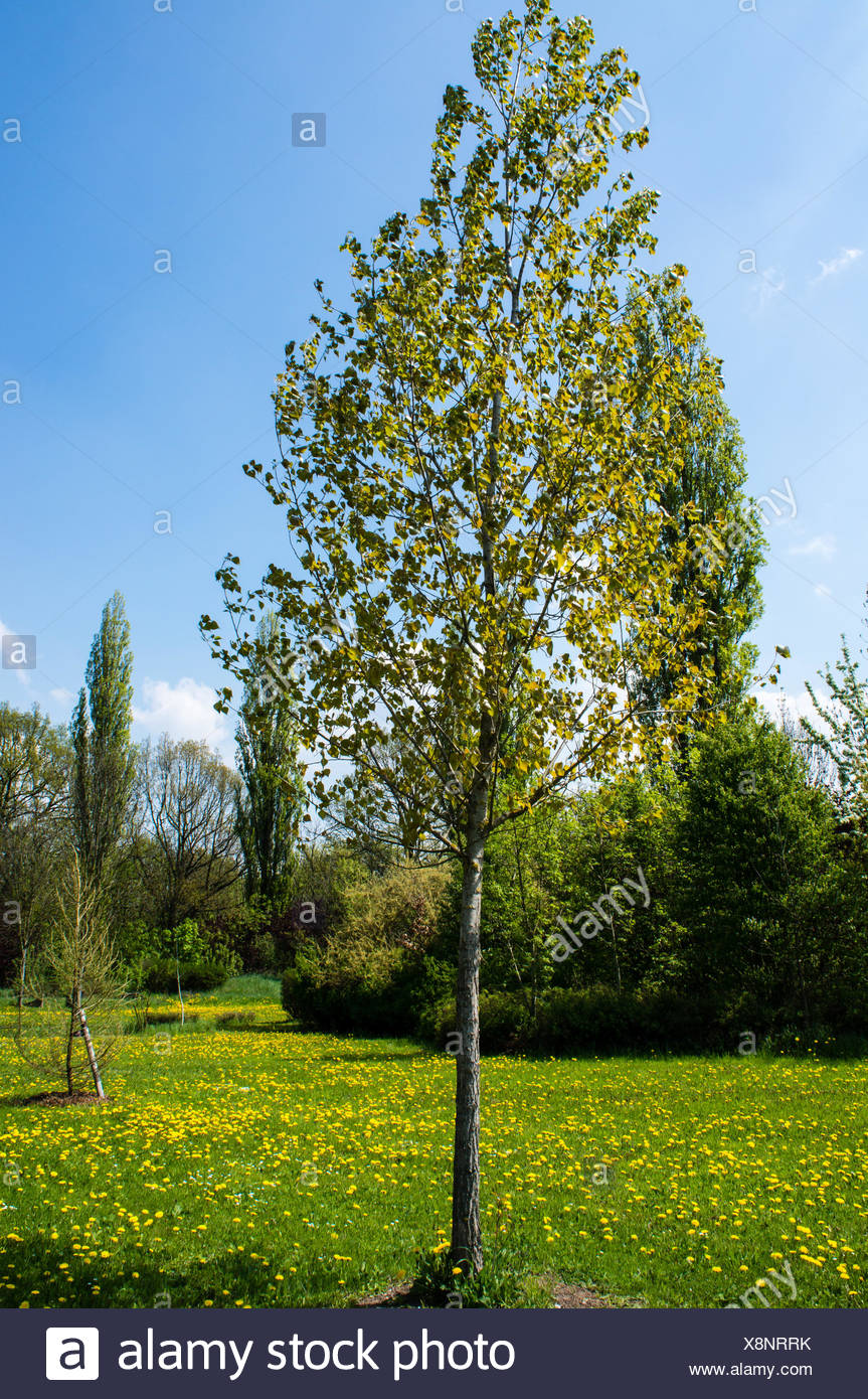 Black Poplar Tree Stock Photos & Black Poplar Tree Stock Images - Alamy