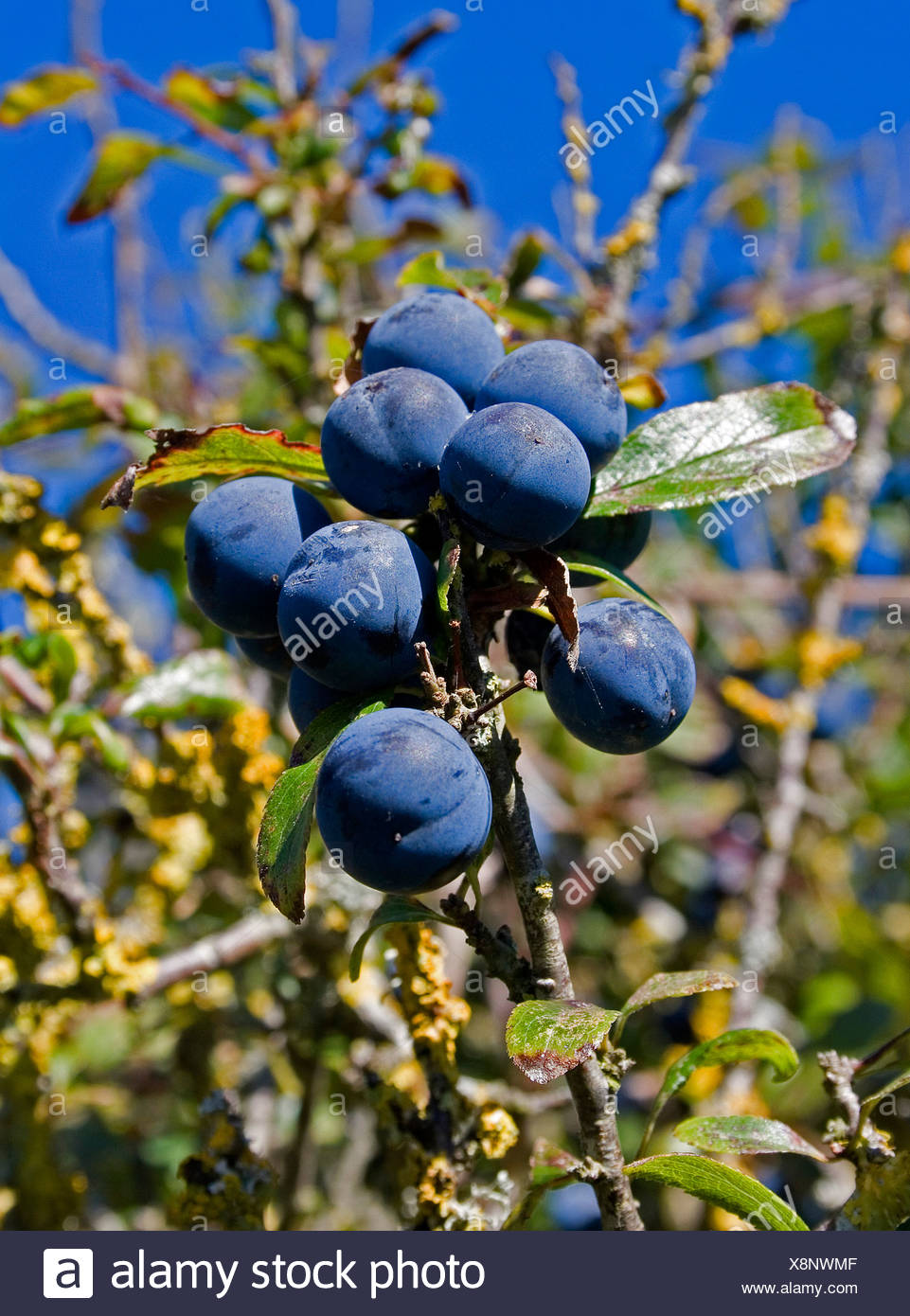 Sloe Berries Uk High Resolution Stock Photography and Images - Alamy