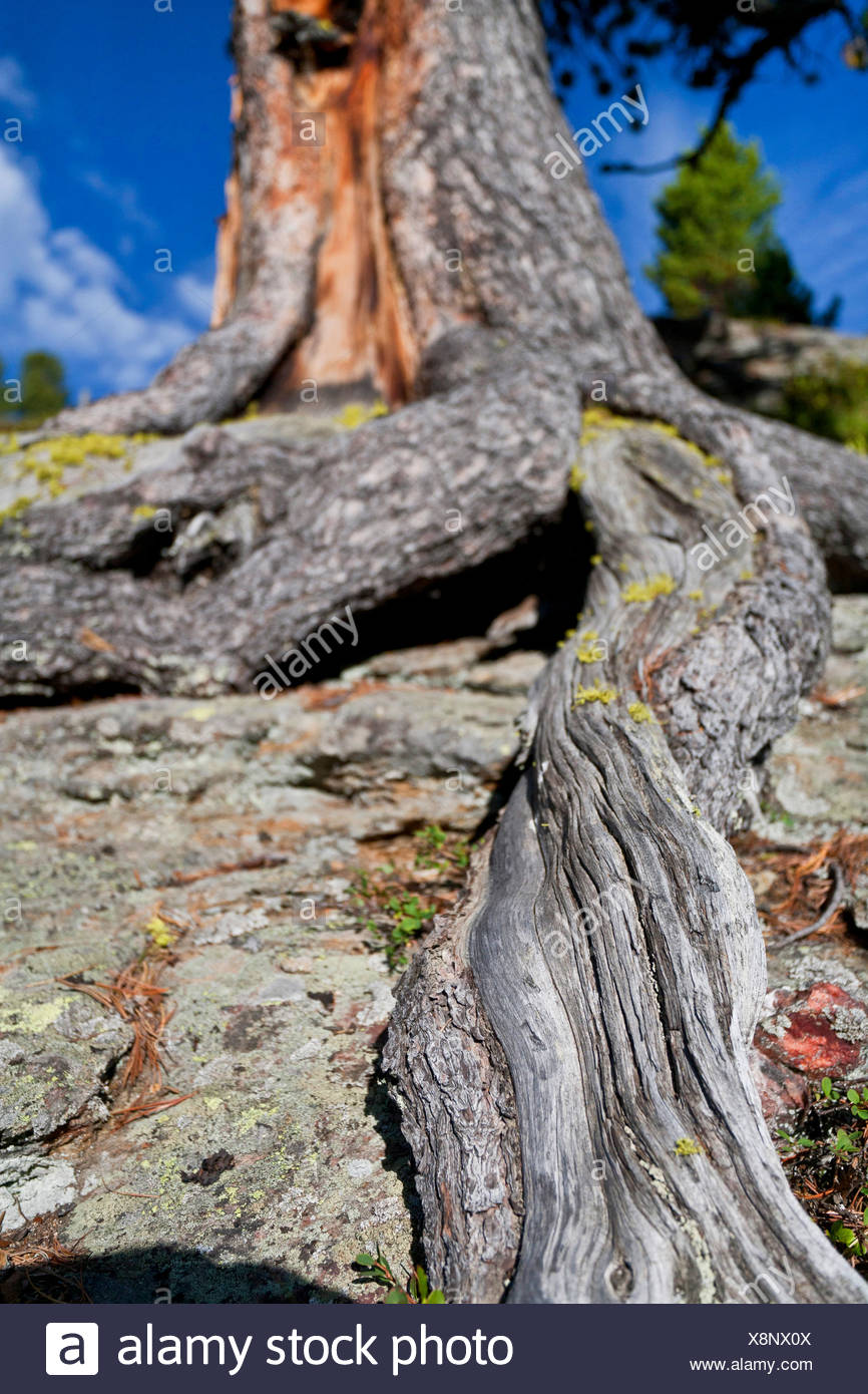 Tree Roots Over Rock Stock Photos & Tree Roots Over Rock Stock Images ...