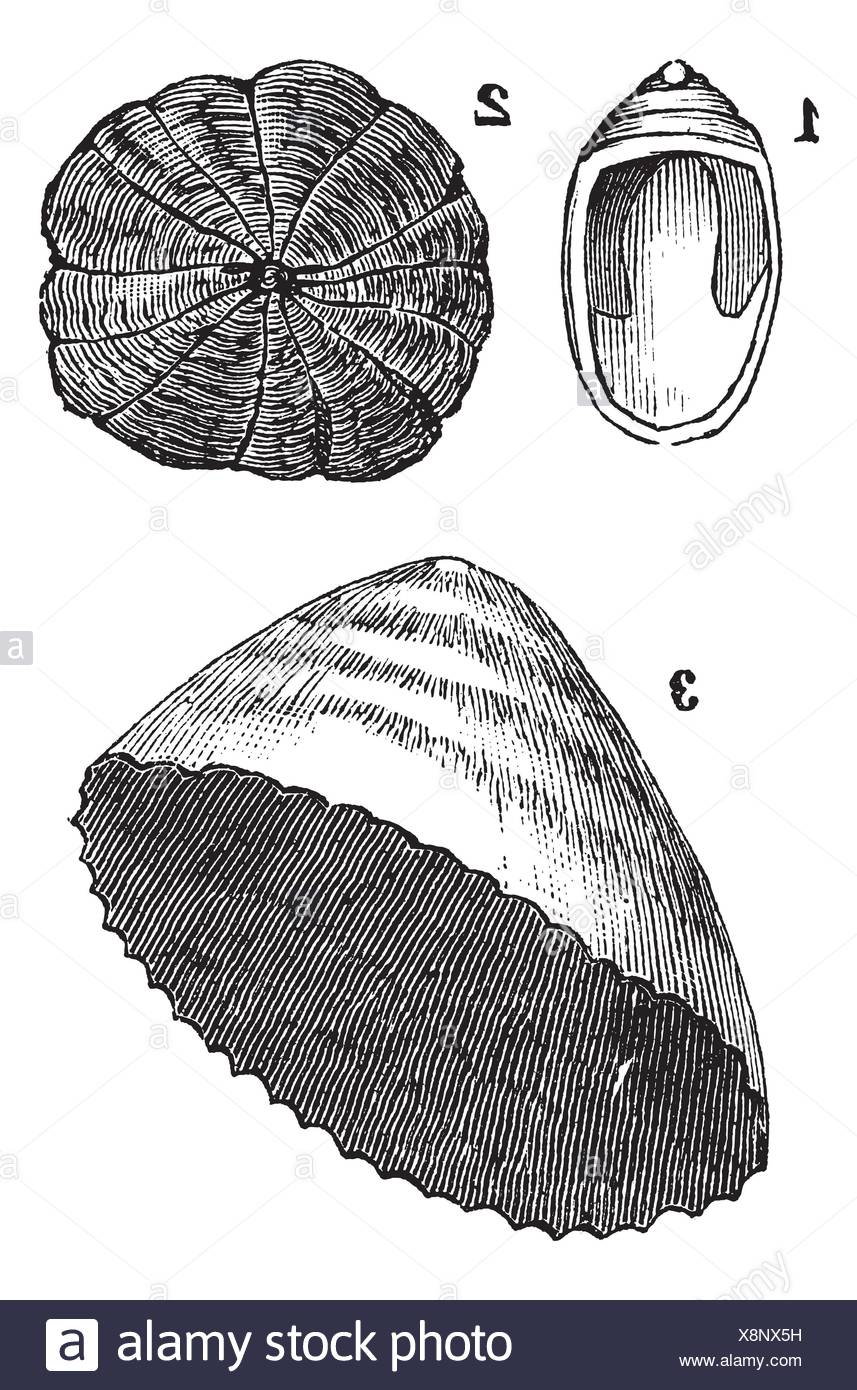 Univalve High Resolution Stock Photography and Images - Alamy