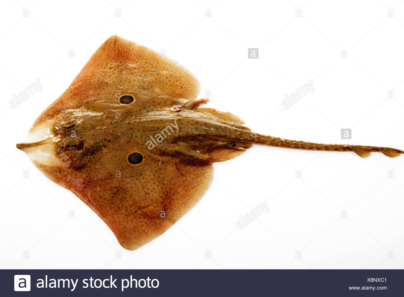 Ray Fish Cut Out High Resolution Stock Photography and Images - Alamy