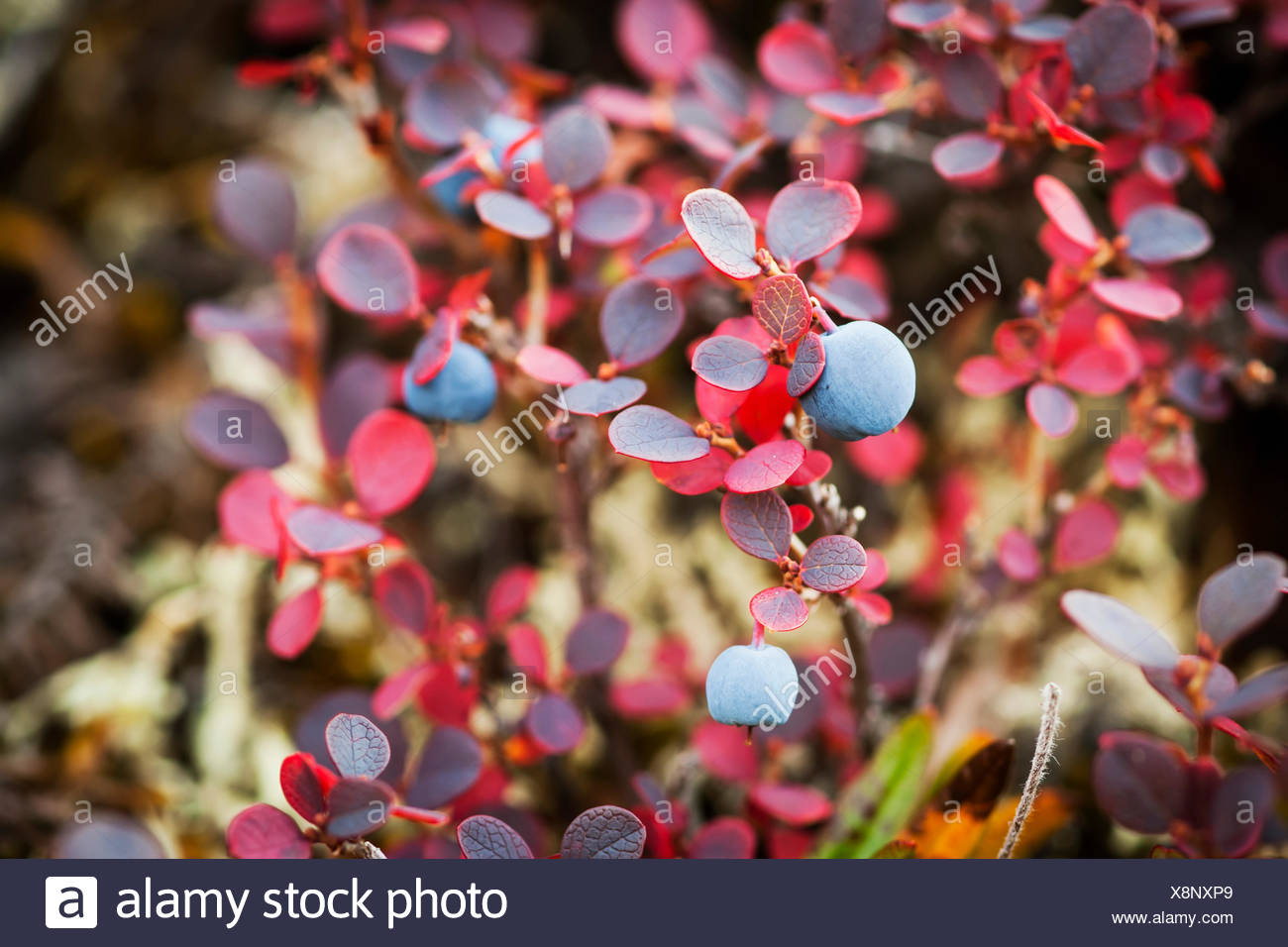 Lowbush Blueberry High Resolution Stock Photography and Images - Alamy