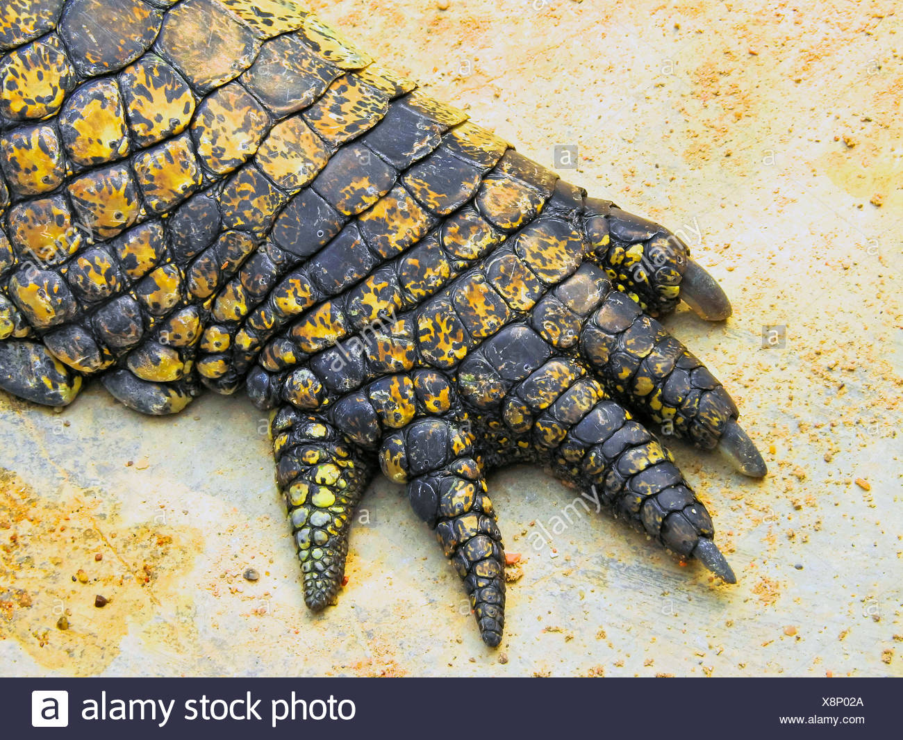 Claws Animals High Resolution Stock Photography and Images - Alamy