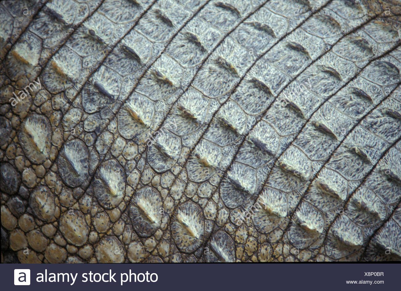 Crocodile Skins High Resolution Stock Photography and Images - Alamy