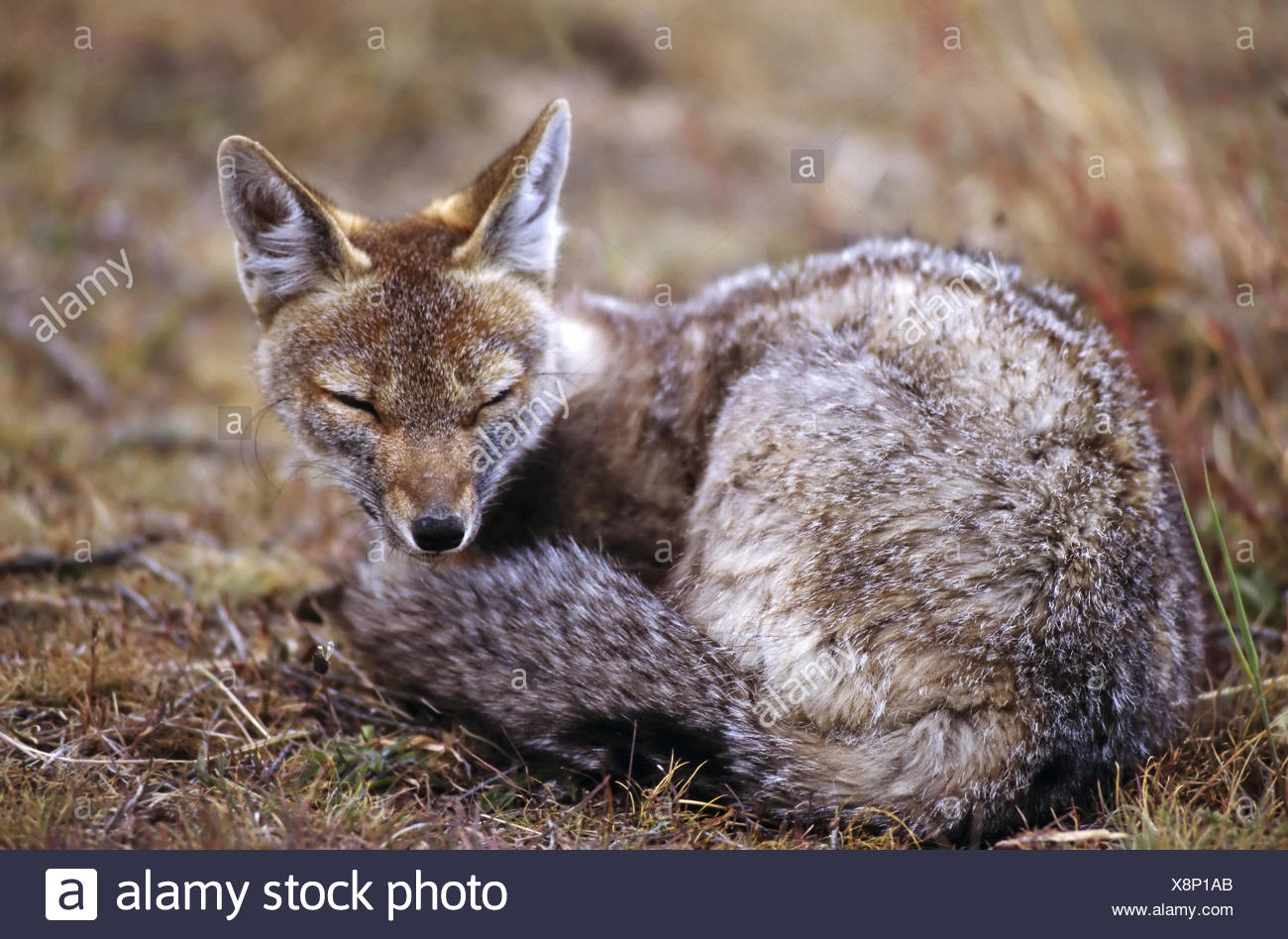 Andean Fox Stock Photos & Andean Fox Stock Images - Alamy