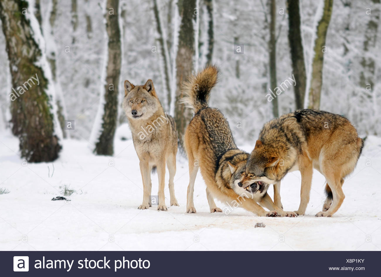 Pack Of Wolves In Forest High Resolution Stock Photography and Images ...