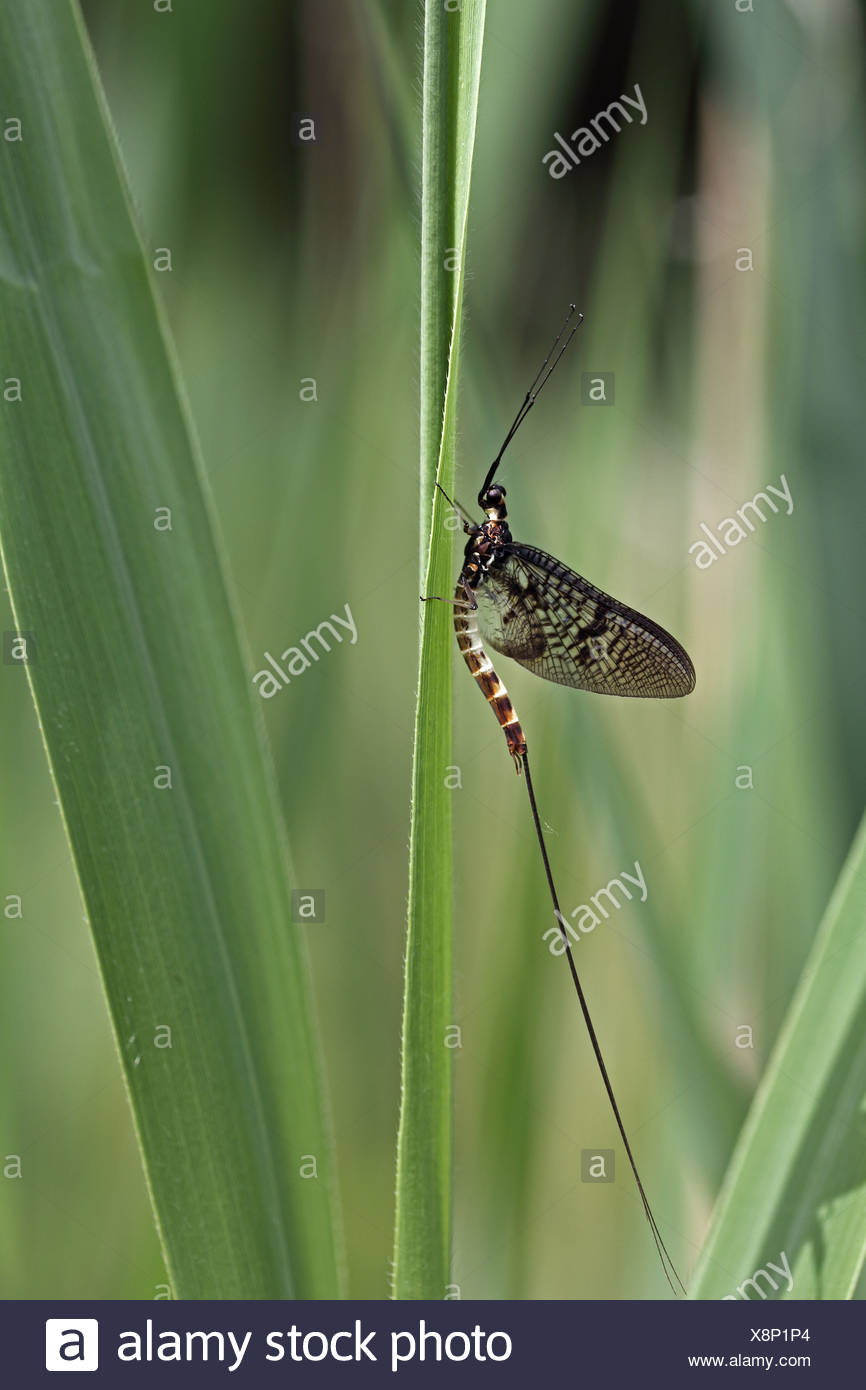 Shadfly High Resolution Stock Photography and Images - Alamy