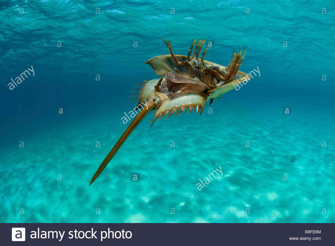 Animal Propulsion High Resolution Stock Photography and Images - Alamy