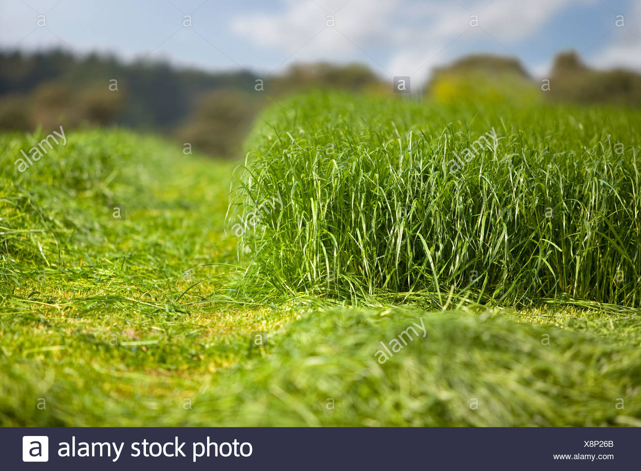 Grass Silage Stock Photos & Grass Silage Stock Images - Alamy