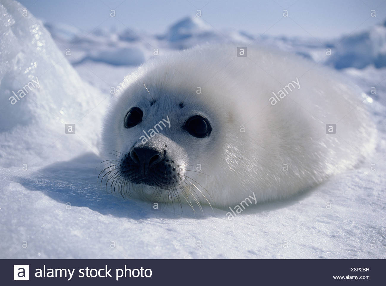 Harp Seals Stock Photos & Harp Seals Stock Images - Alamy