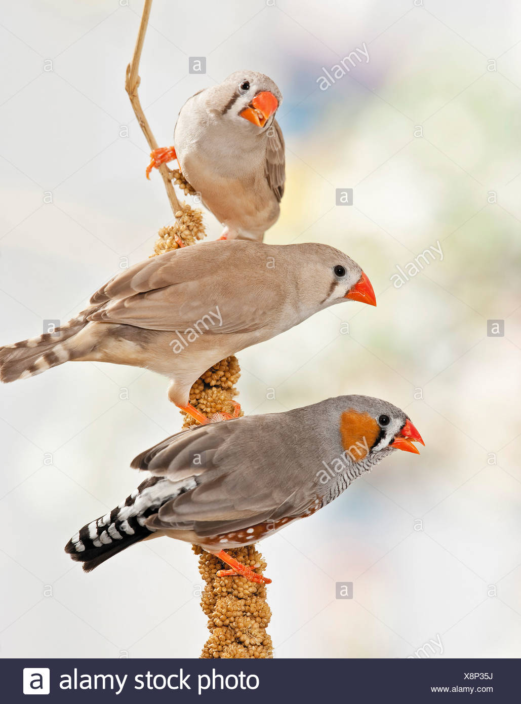 Ornamental Millet High Resolution Stock Photography and Images - Alamy